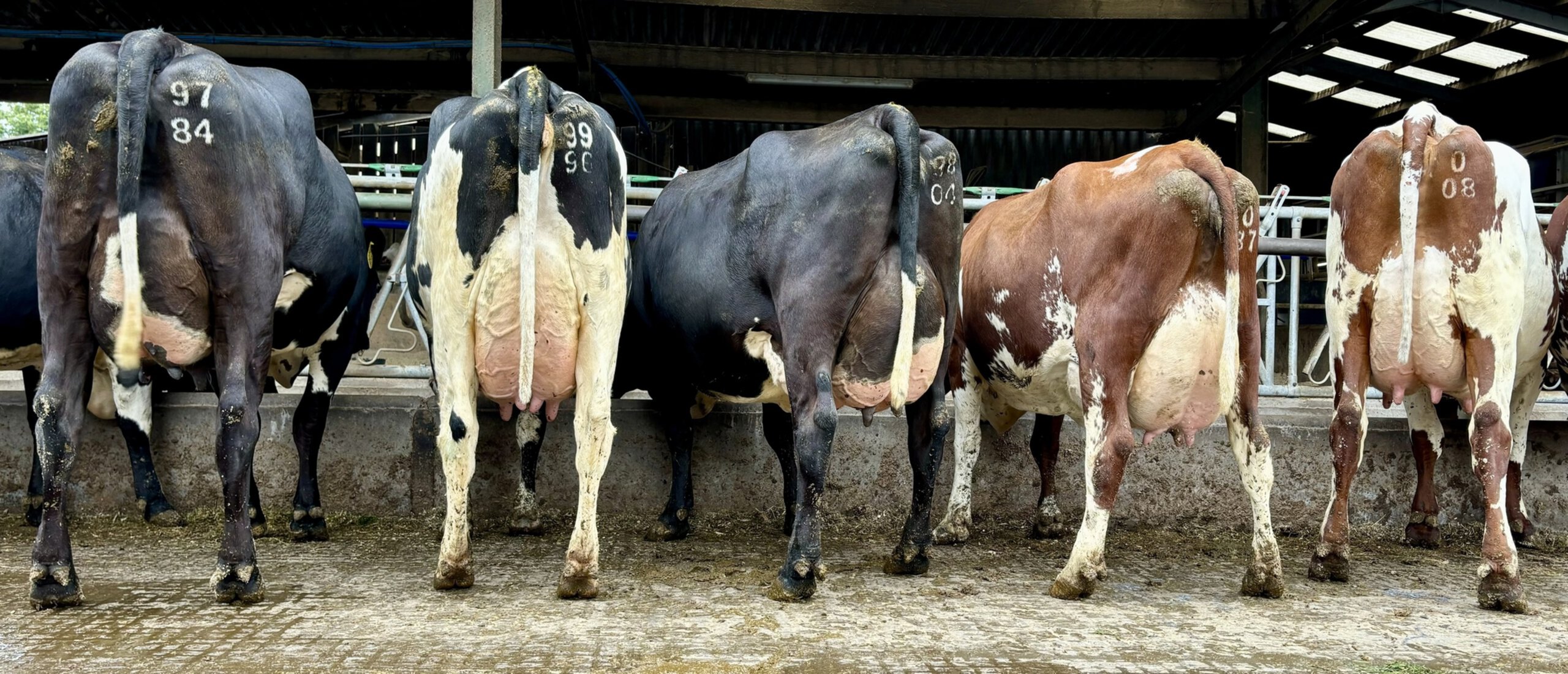 ProCROSS yields resilient cows and business for Halton Farms