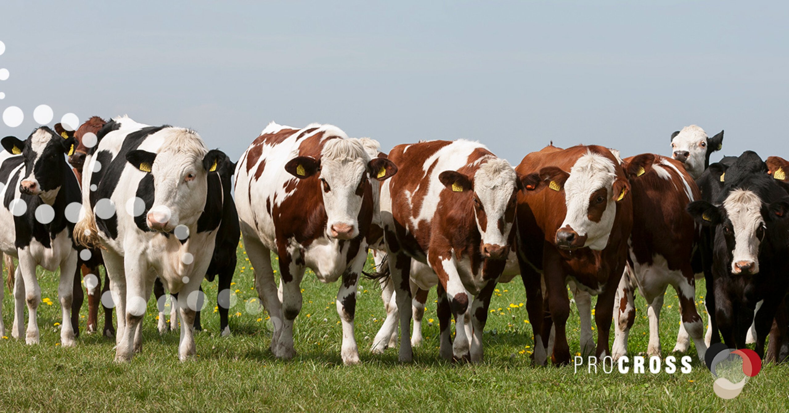 ProCROSS Ranking Revised for Better Production & Efficiency