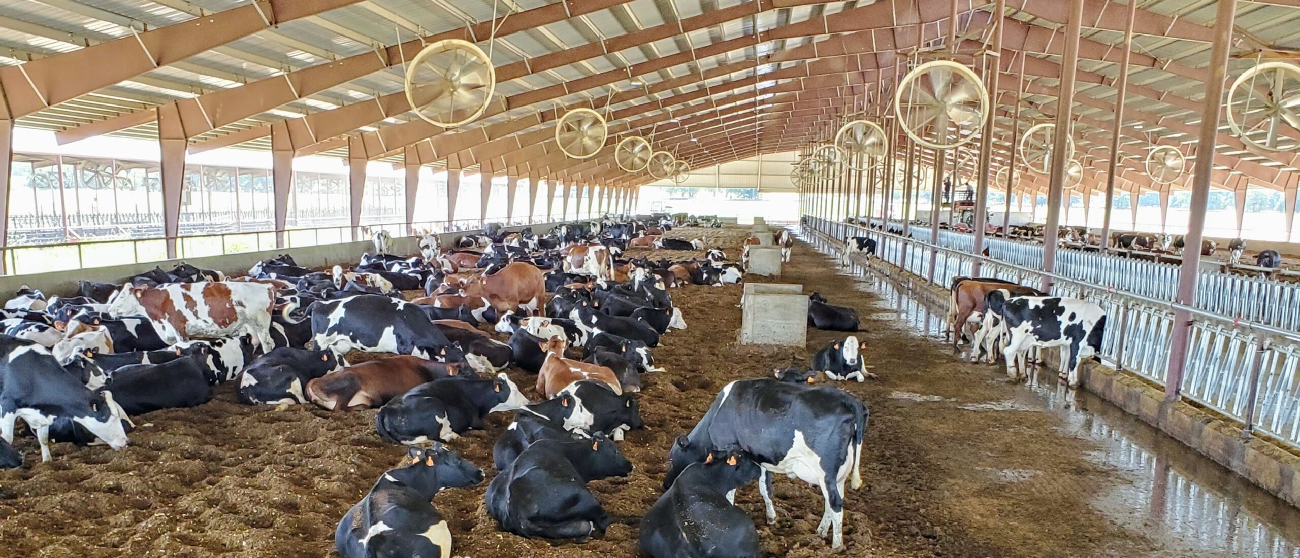 Successful ProCROSS crossbreeding dairy farm in USA