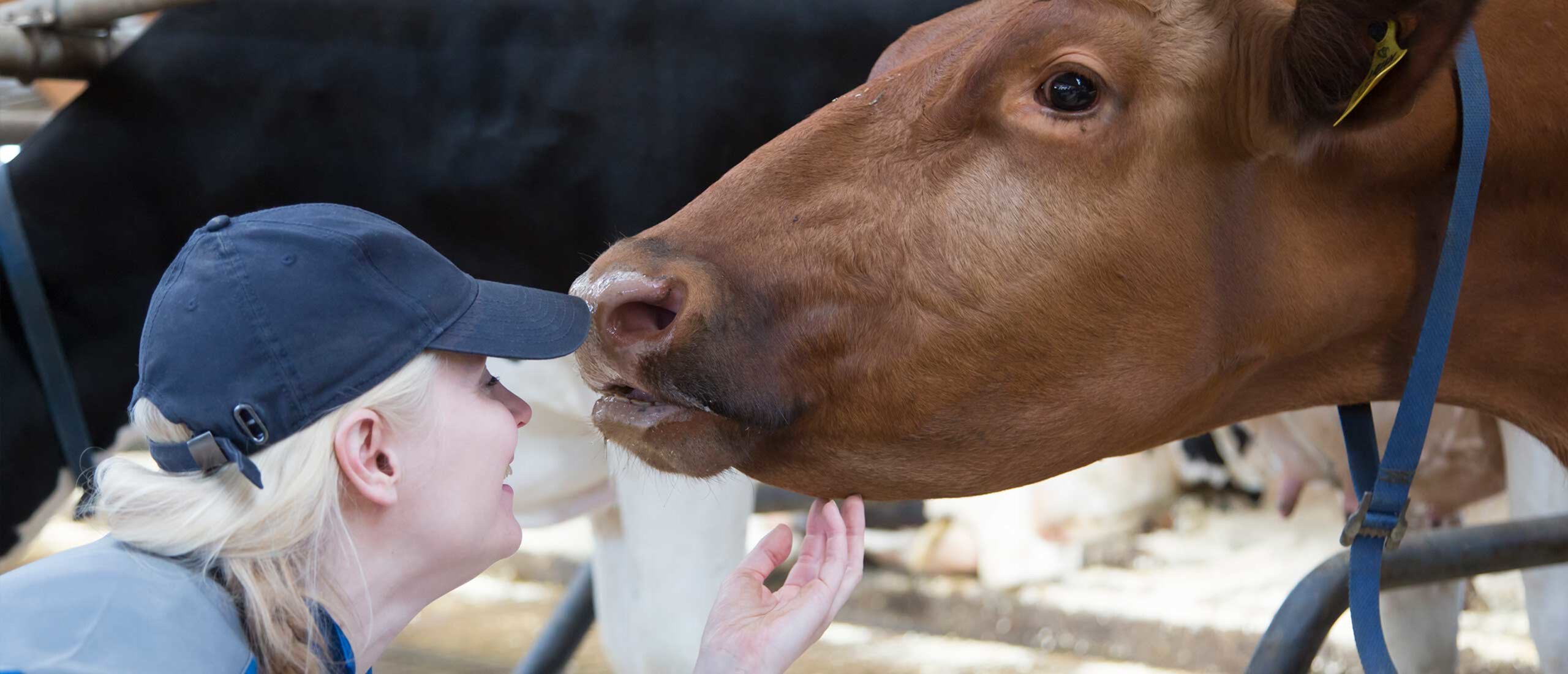The cooperative uniting Nordic cattle breeders