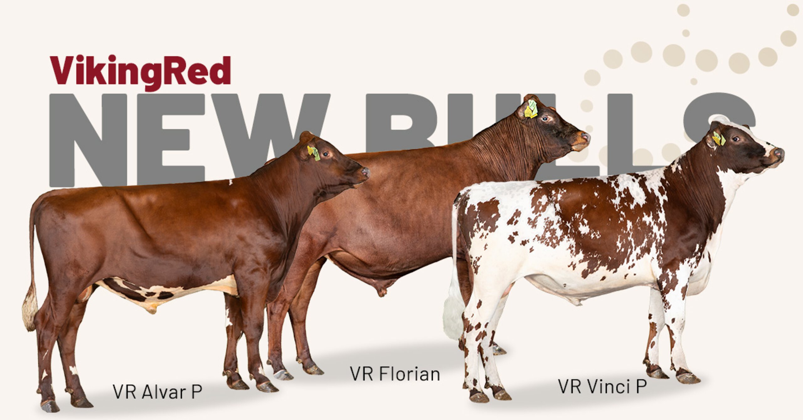 New sires VikingRed November 2023