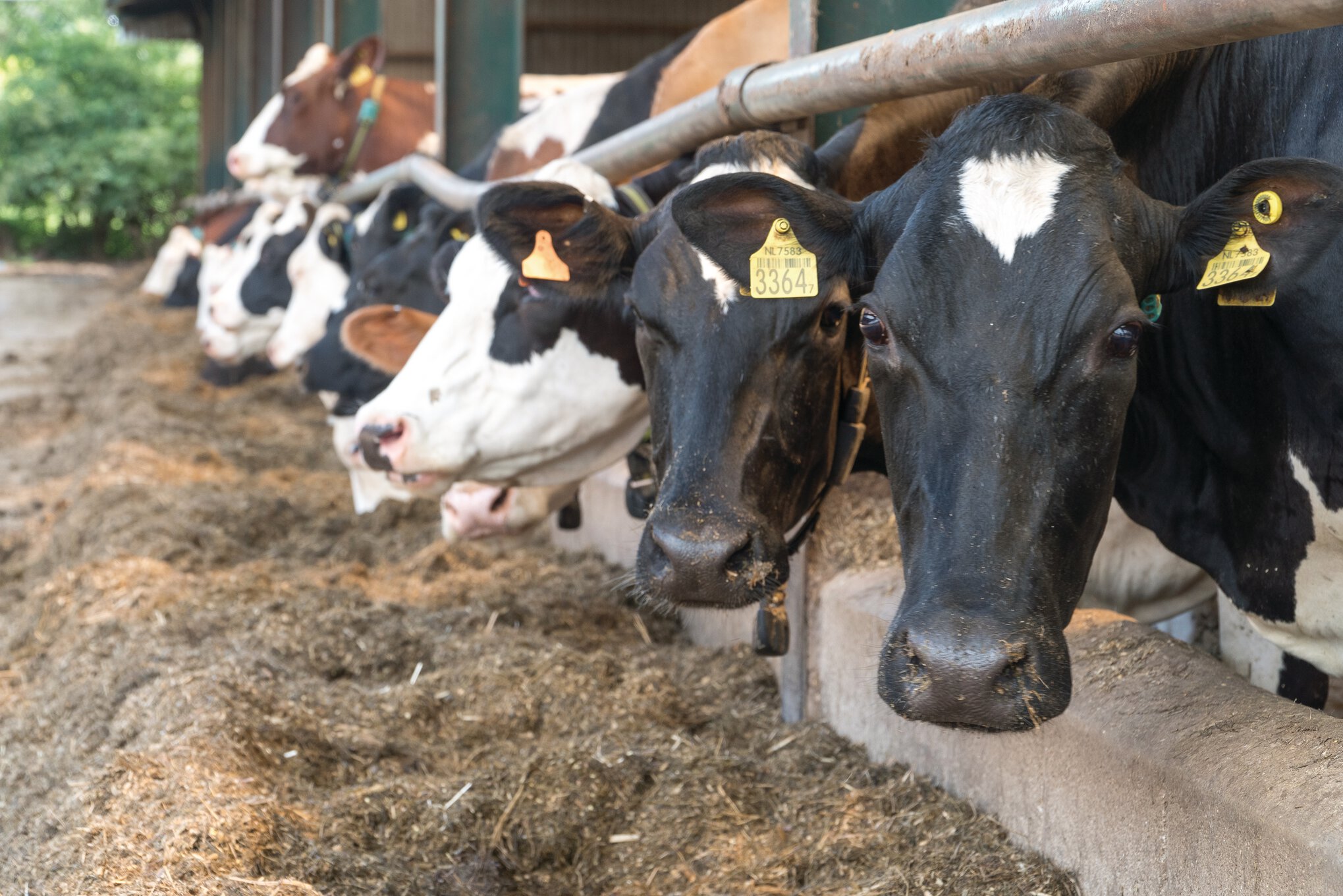 ProCROSS_UK_Longford Farm