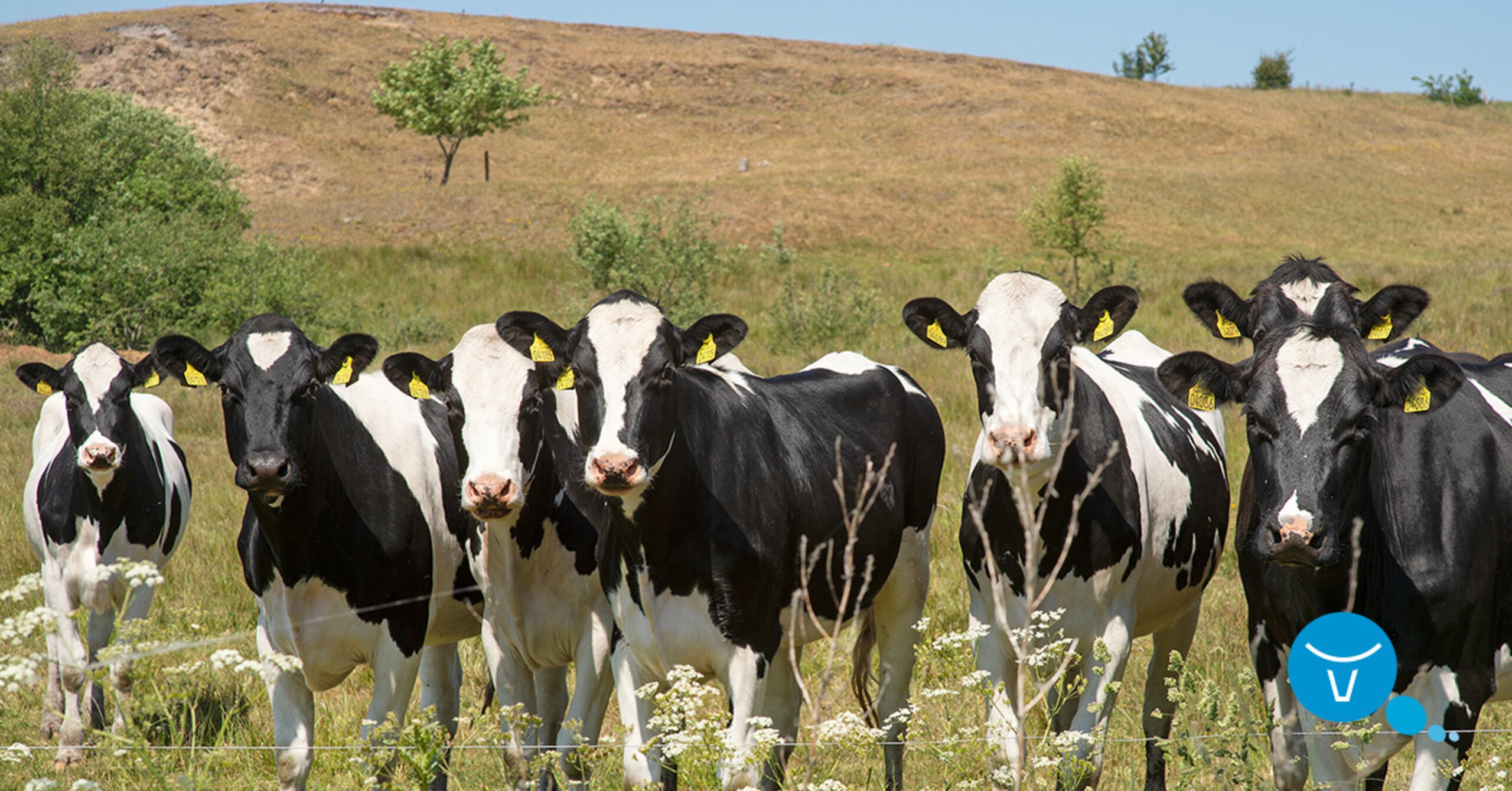 Improve dairy cow fertility for better profitability