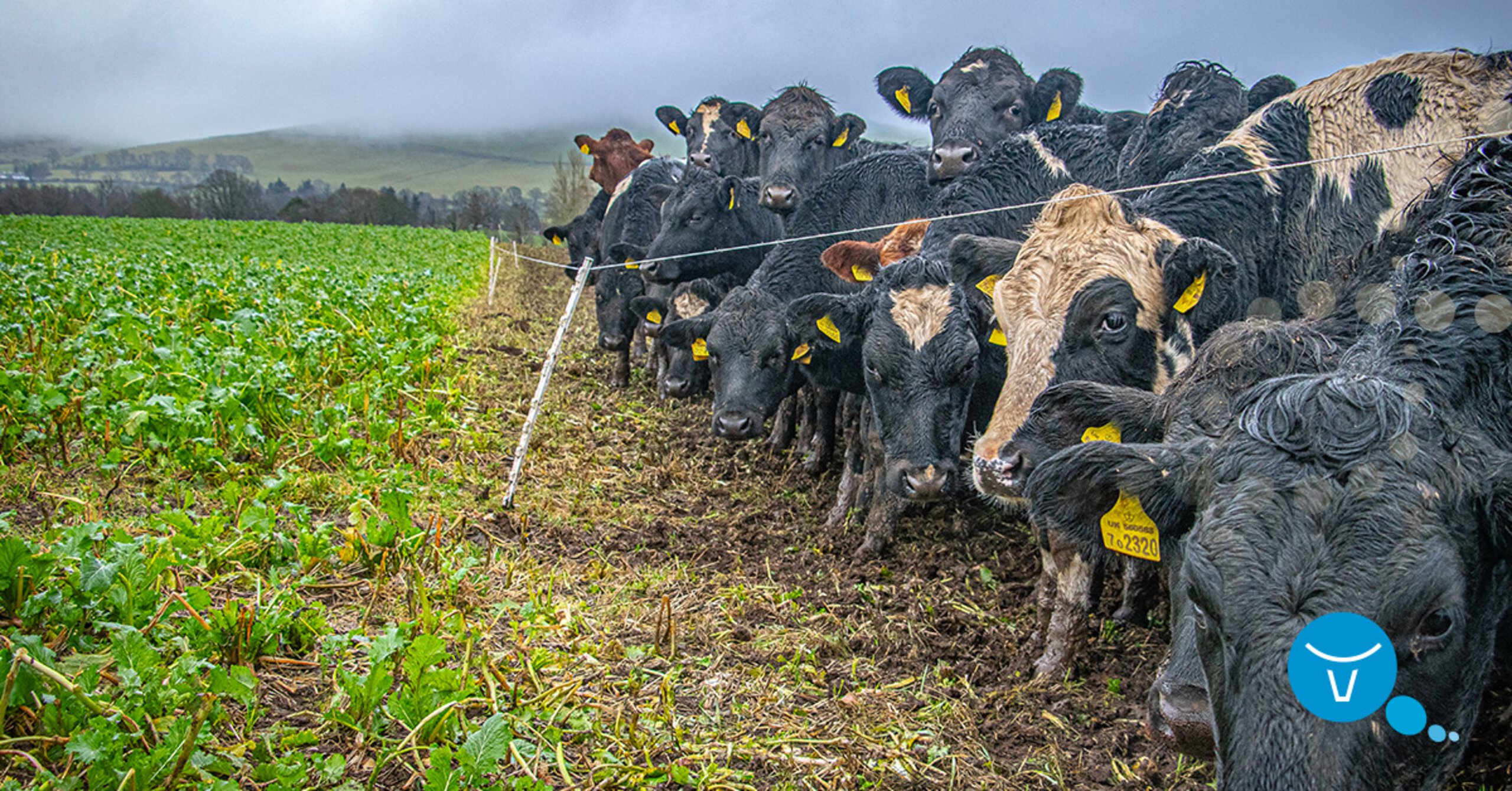 Switch to VikingGoldenCross helps UK grazing herd thrive