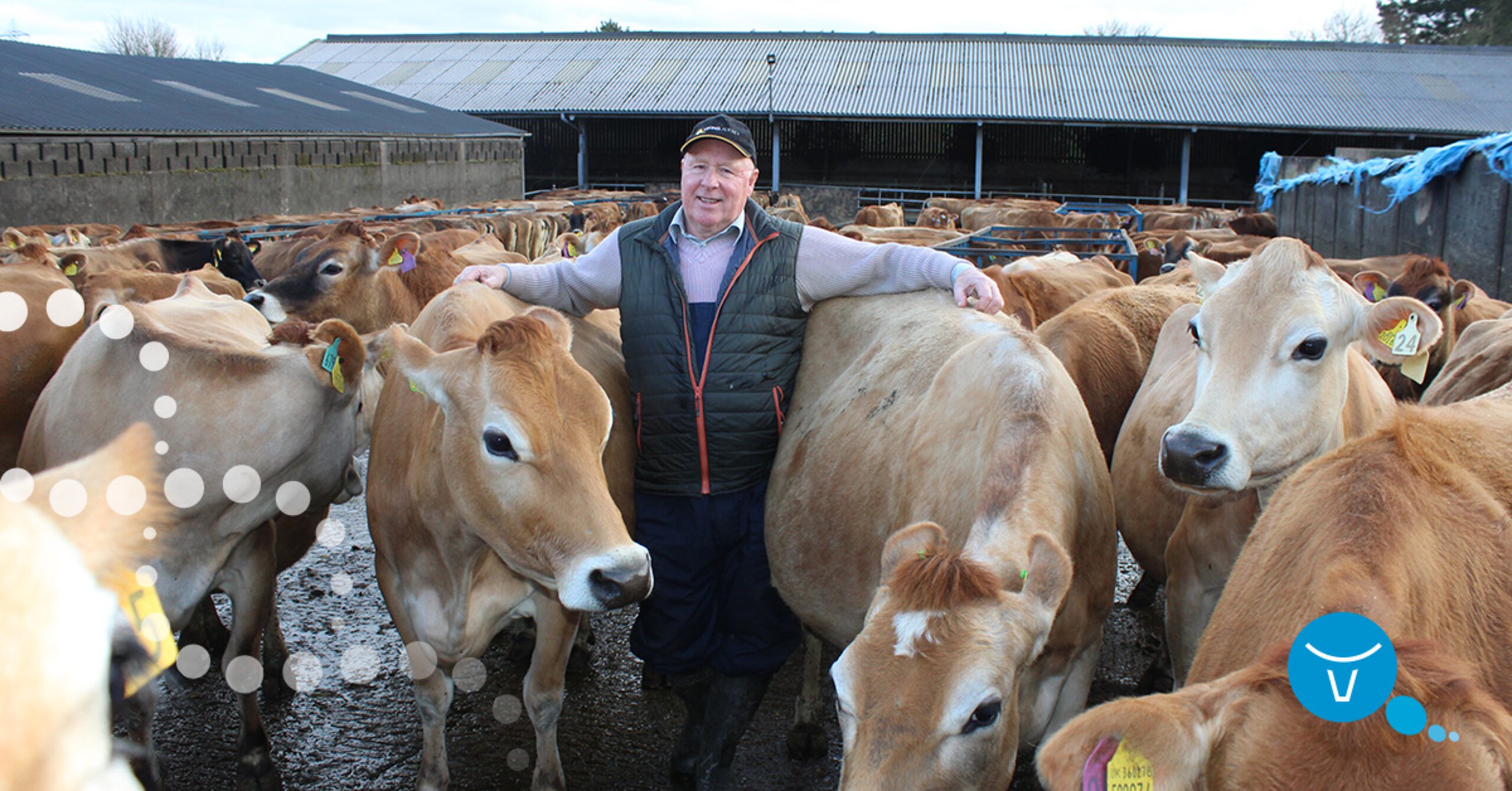 Switch to VikingJersey Cows Helps UK Dairy Triumph