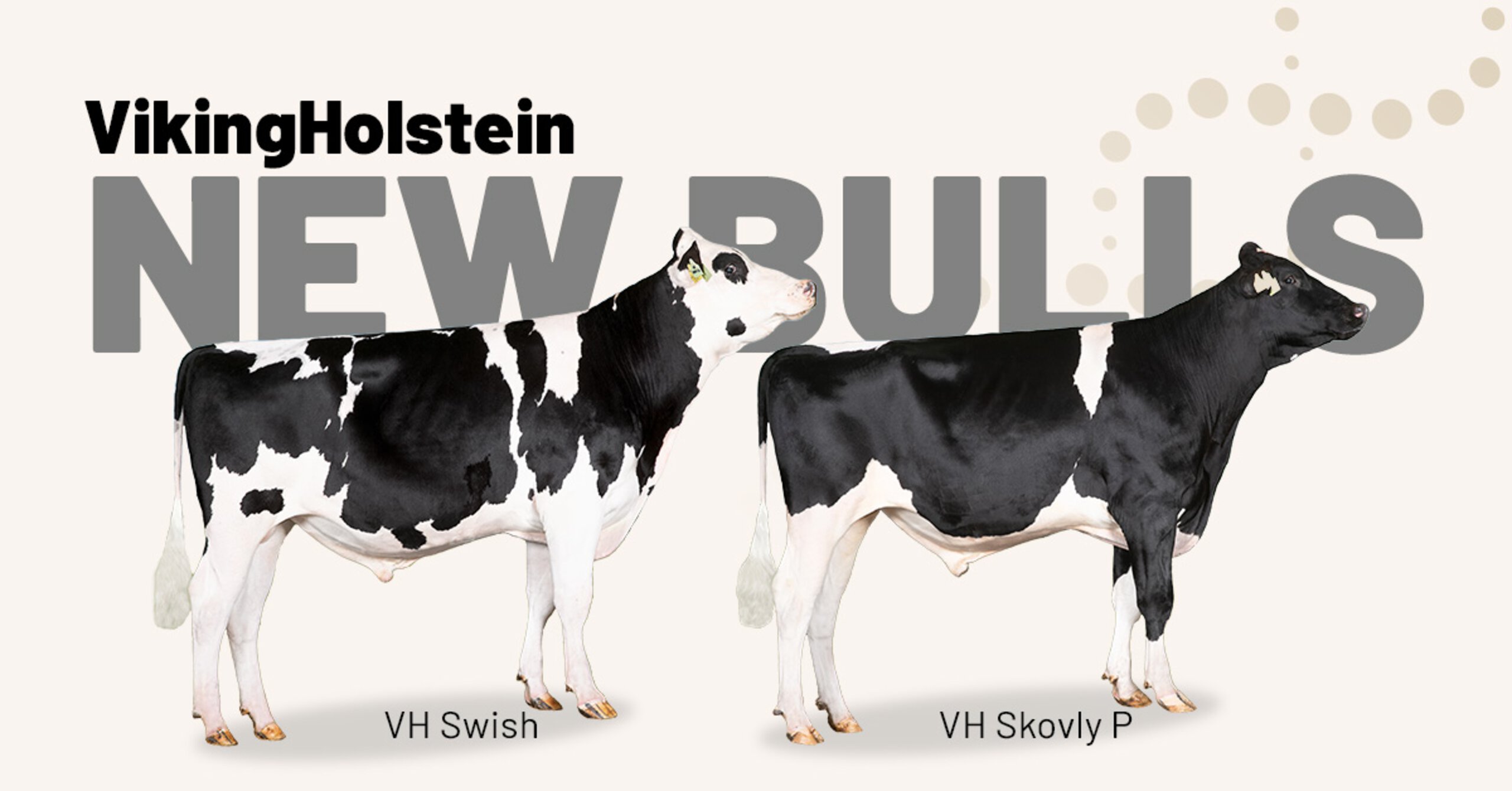New VikingHolstein Sires in the UK