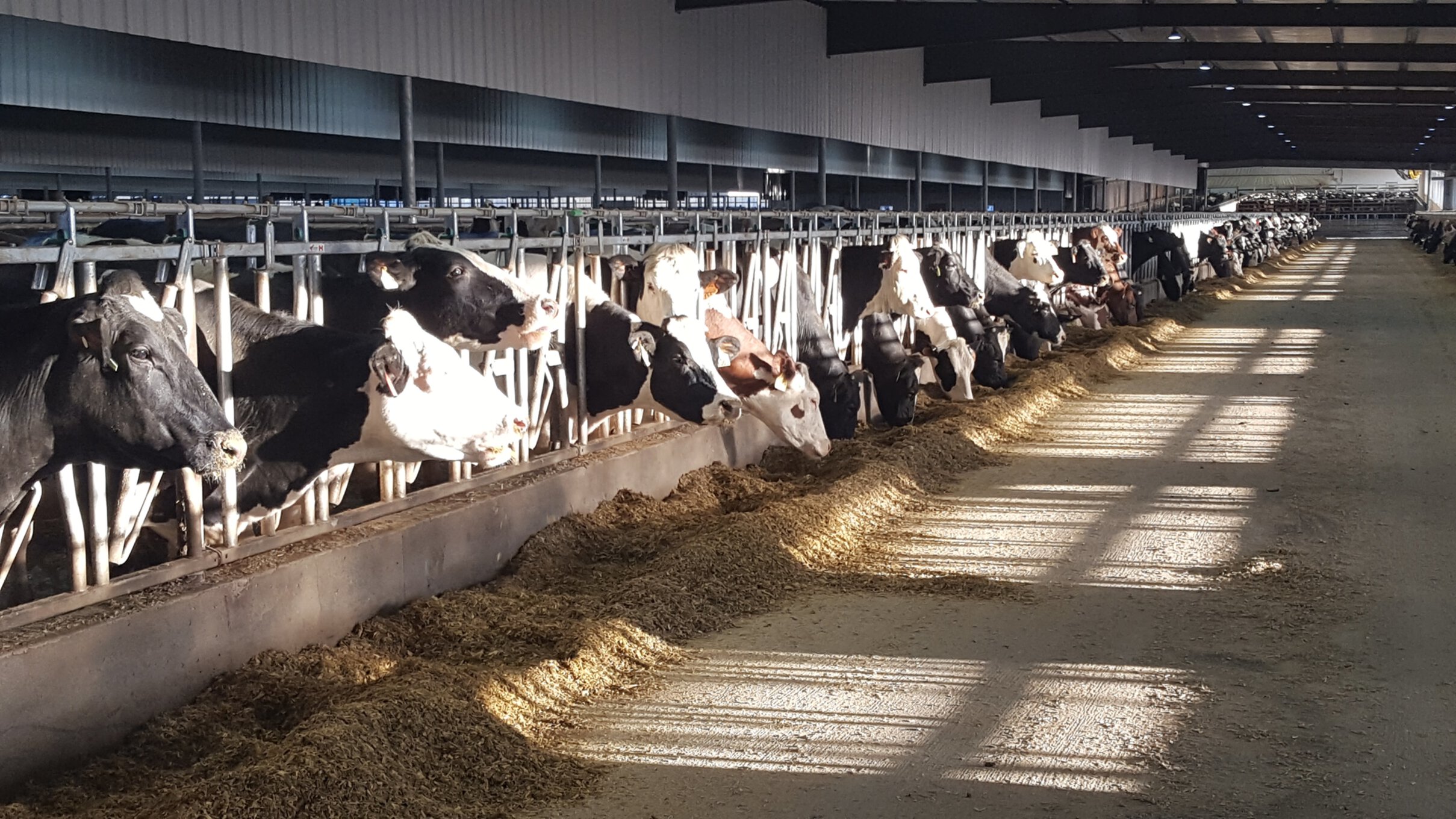 Case: Using ProCROSS for 20 years