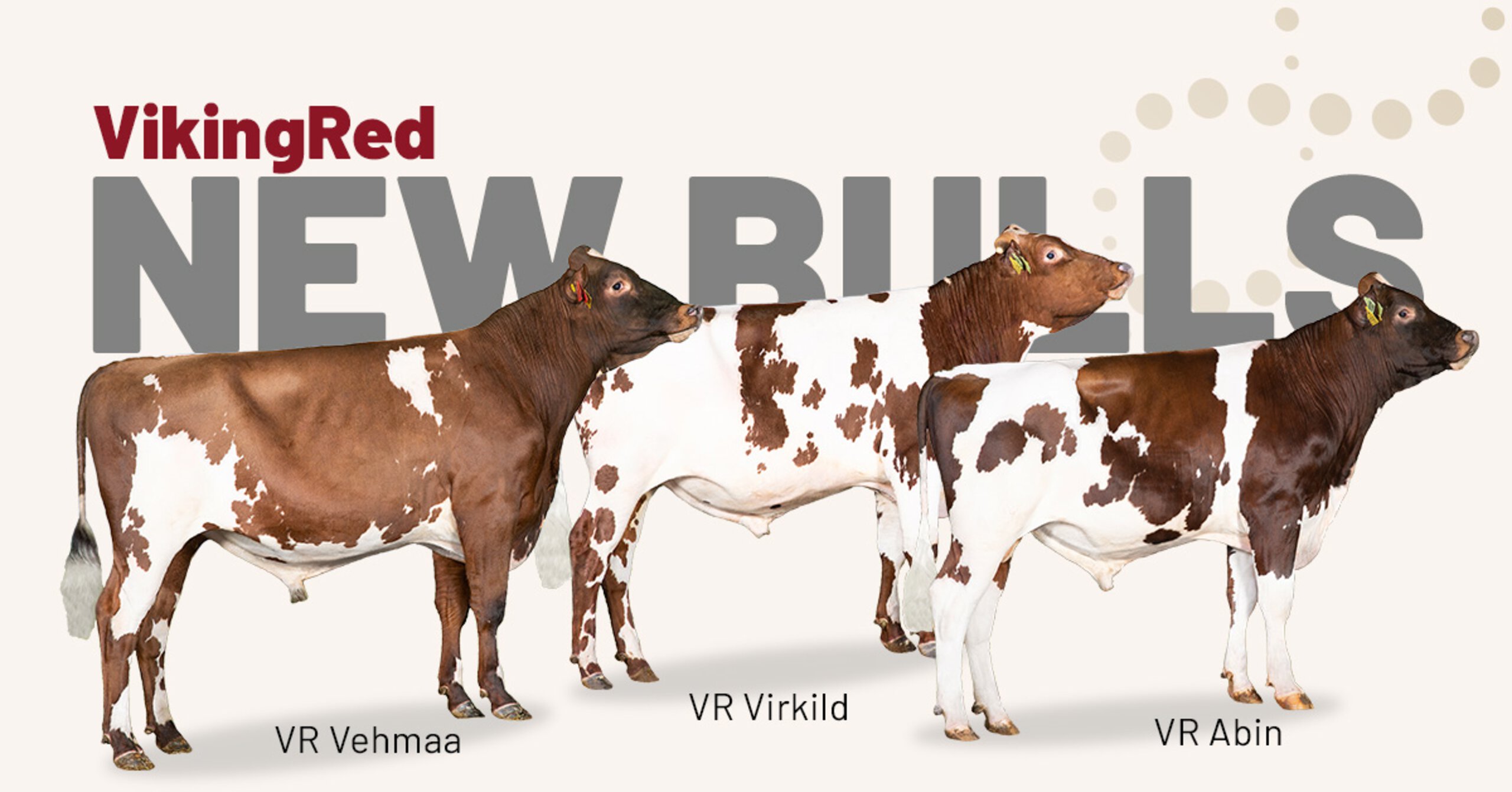 New VikingRed Sires in the UK