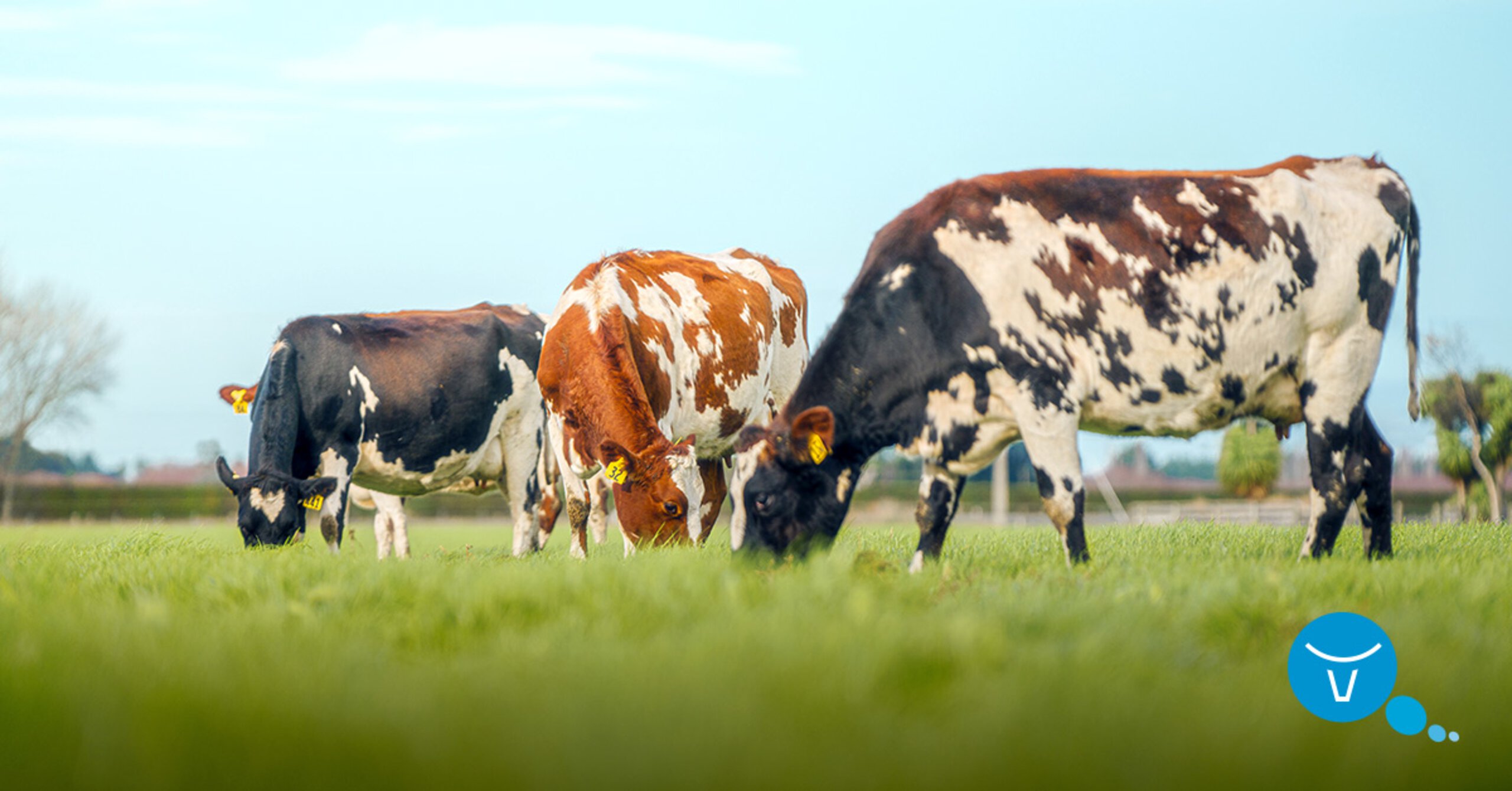 VikingRed gives a boost to crossbreeding