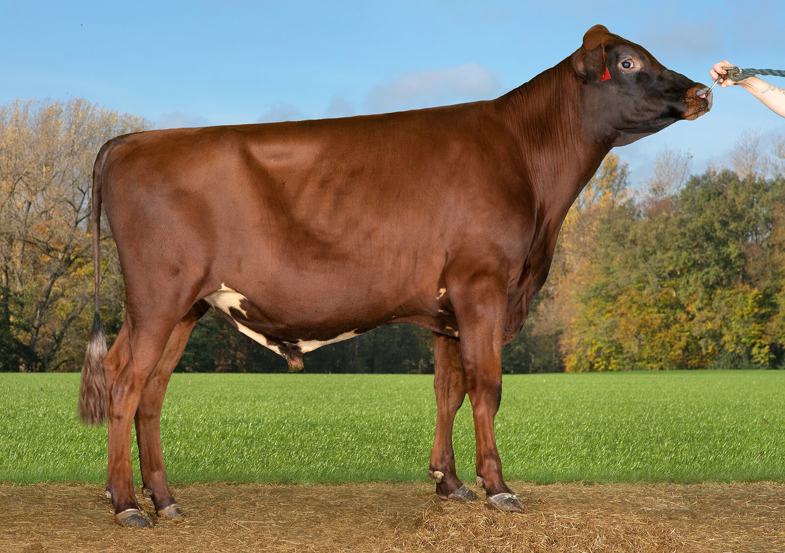 VR Foxy P - FIN 48695 - VikingRed