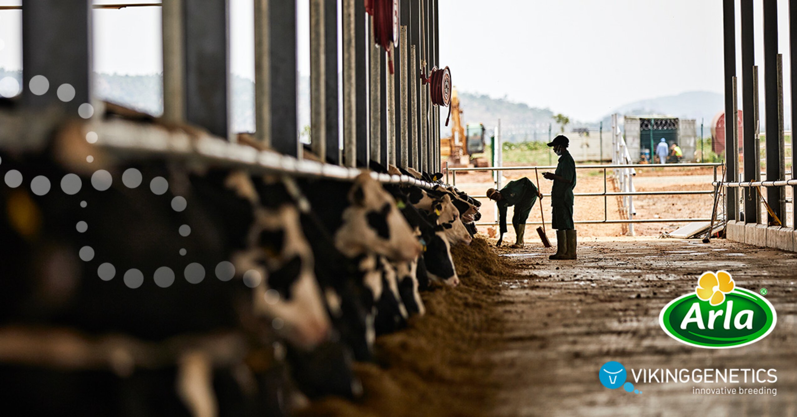 VikingGenetics selected as Arla exclusive partner in Nigeria