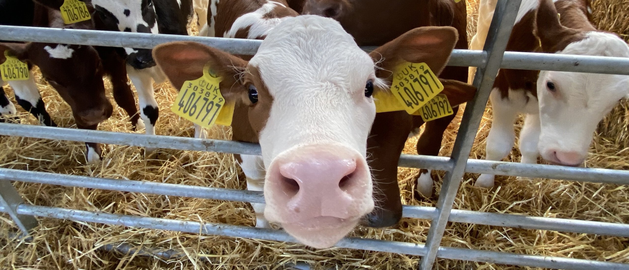 ProCROSS crossbred cows improve profitability and quality of life