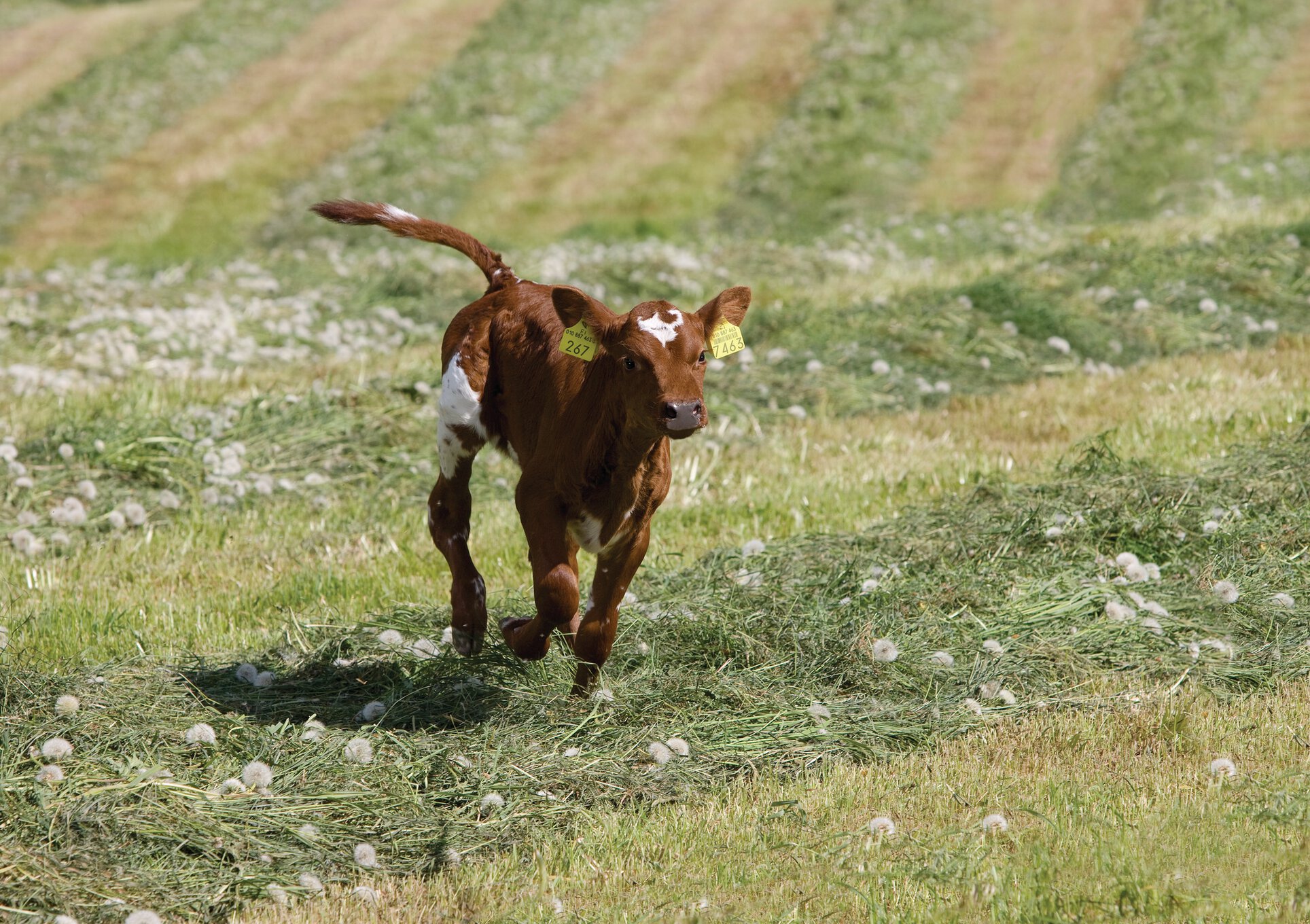 Make more accurate breeding decisions with genomic test