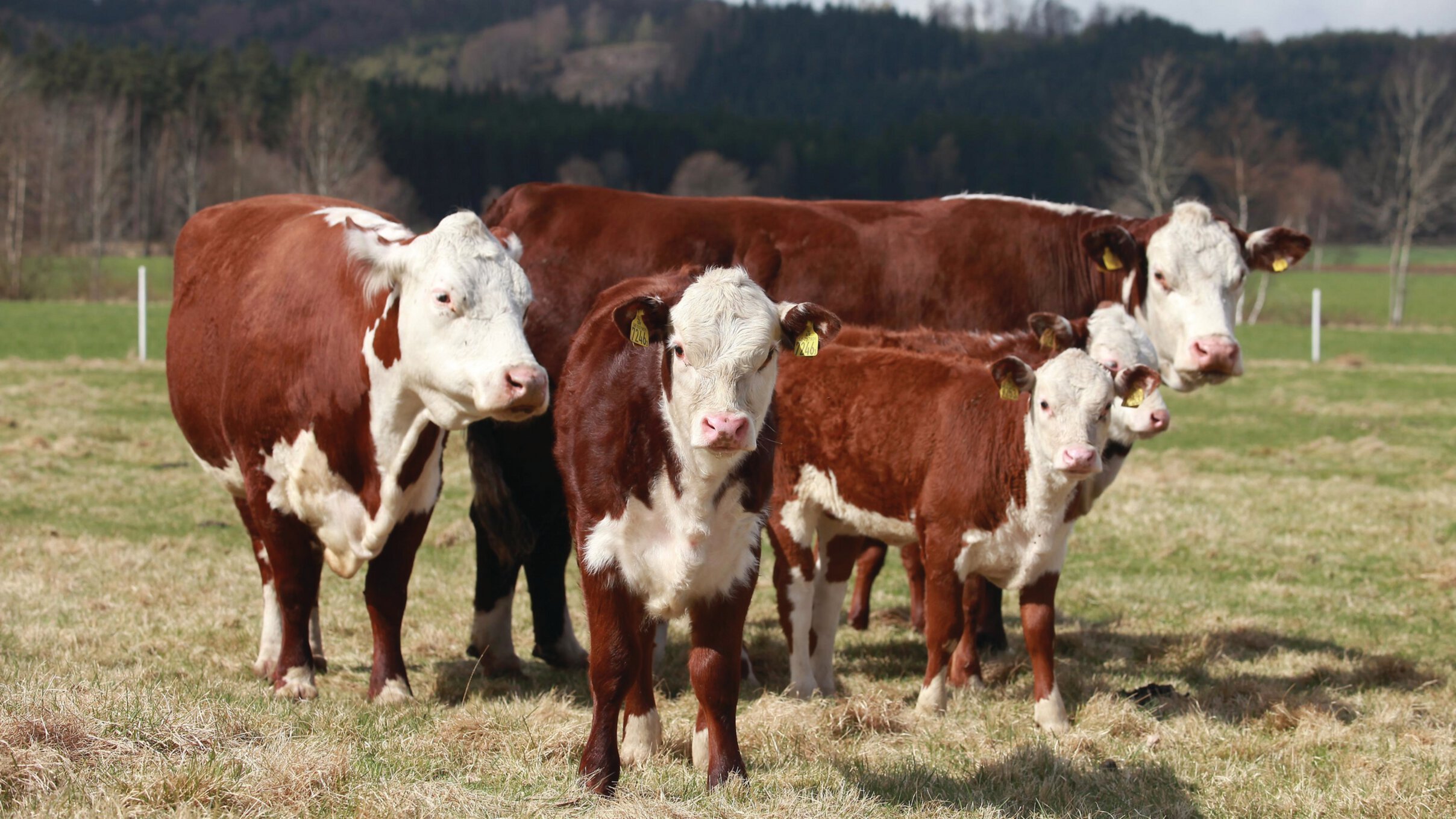 Boost your commercial herd with VikingBeef - VikingGenetics