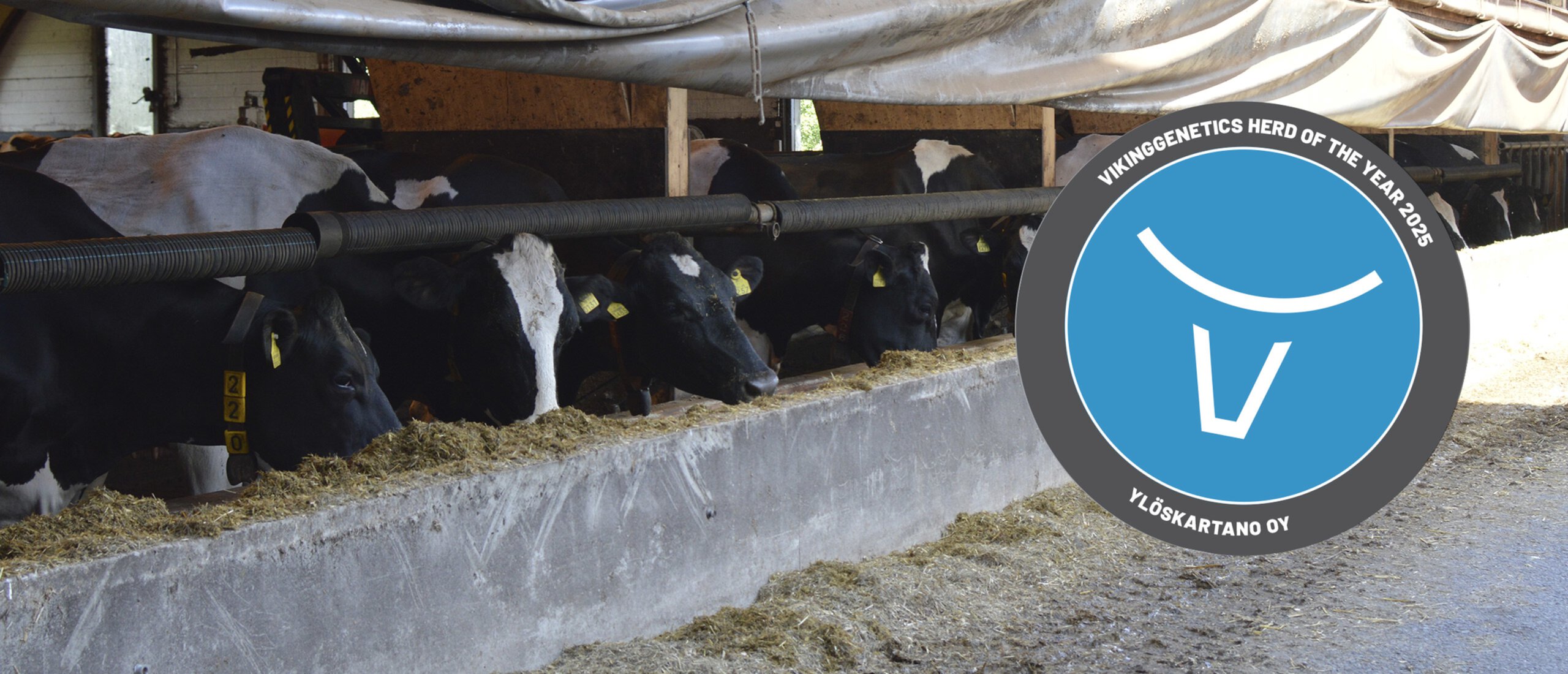 Ylöskartano Oy – VikingGenetics Herd of the Year 2025 in Finland