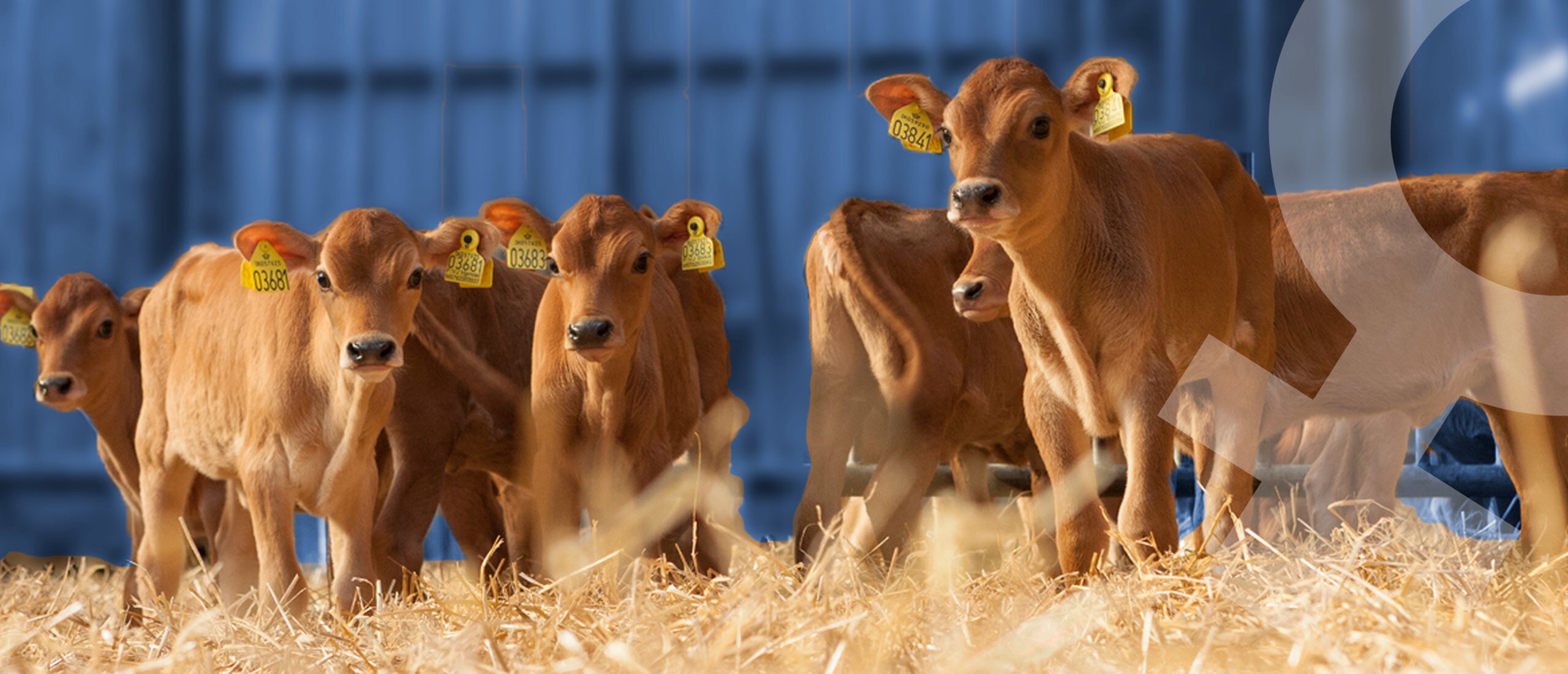 AU farme's success with X-Vik sexed semen