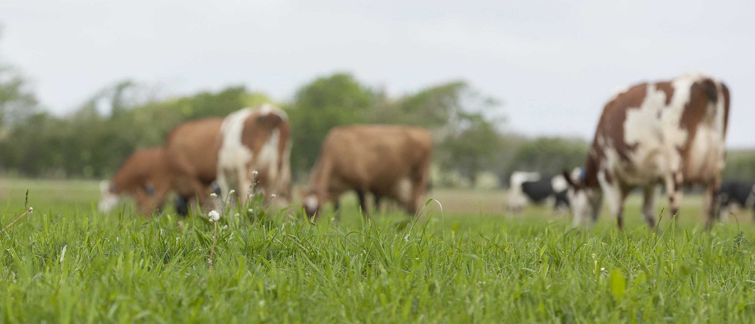 VikingGenetics Cow Show 2024 lehmänäyttely valokuvilla