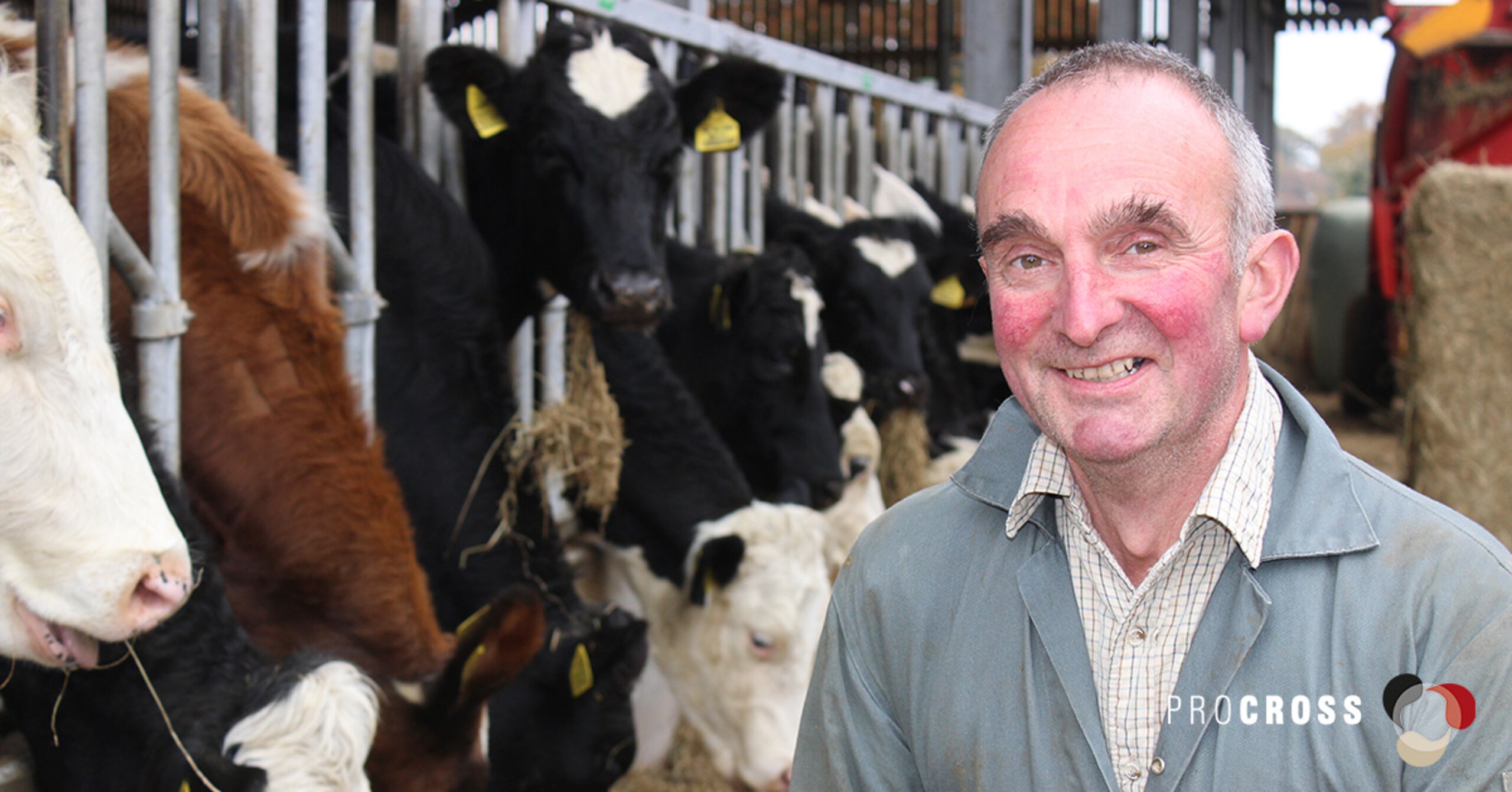 Higher profitability and efficiency with ProCROSS cows