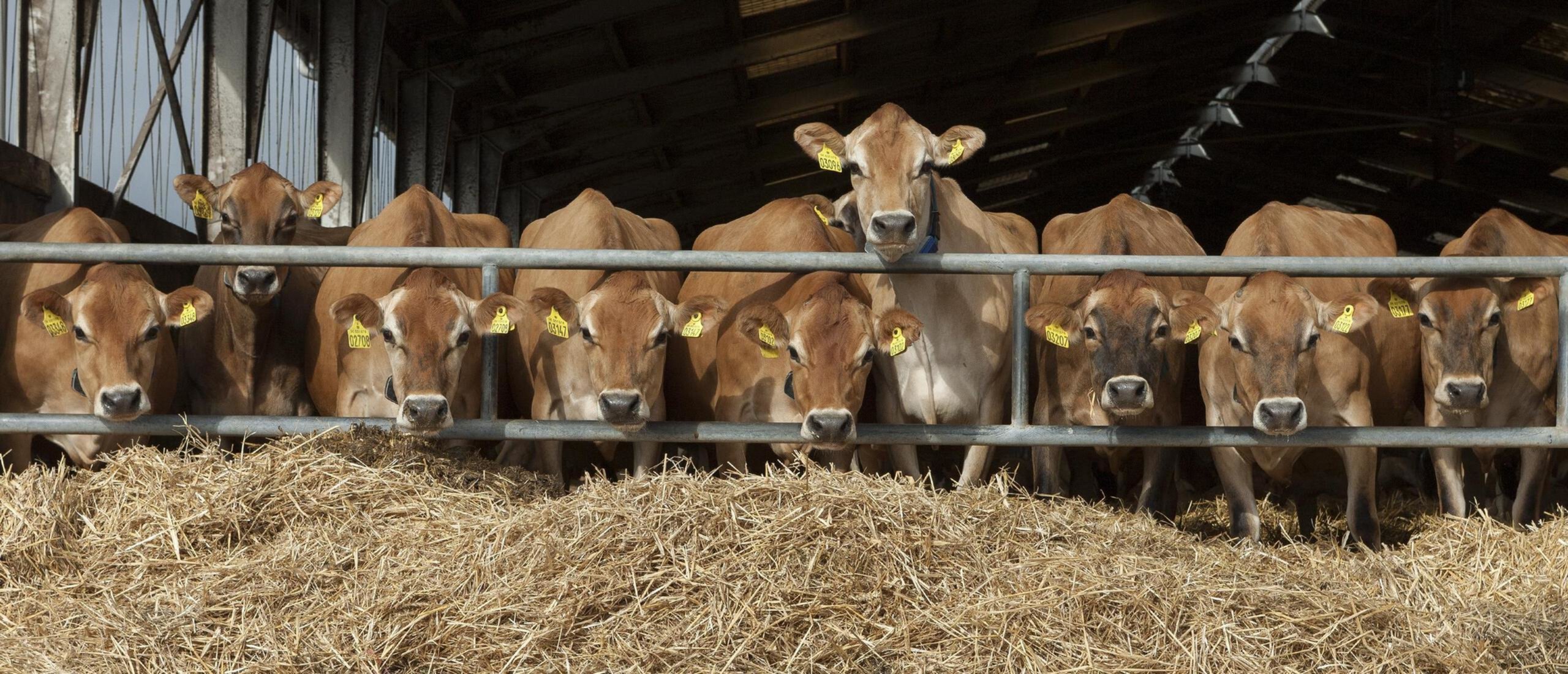Jerseys: Maximising Profit and Sustainability in Dairy Farming