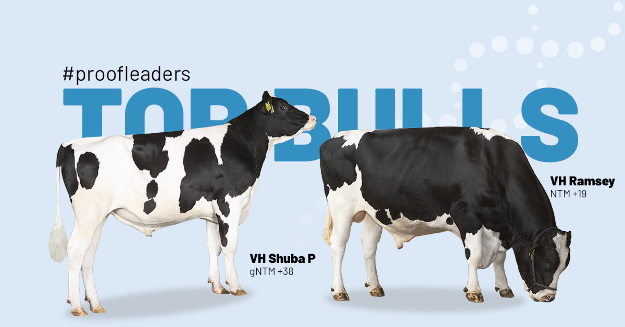 Top Holstein bulls from VikingHolstein – November 2023