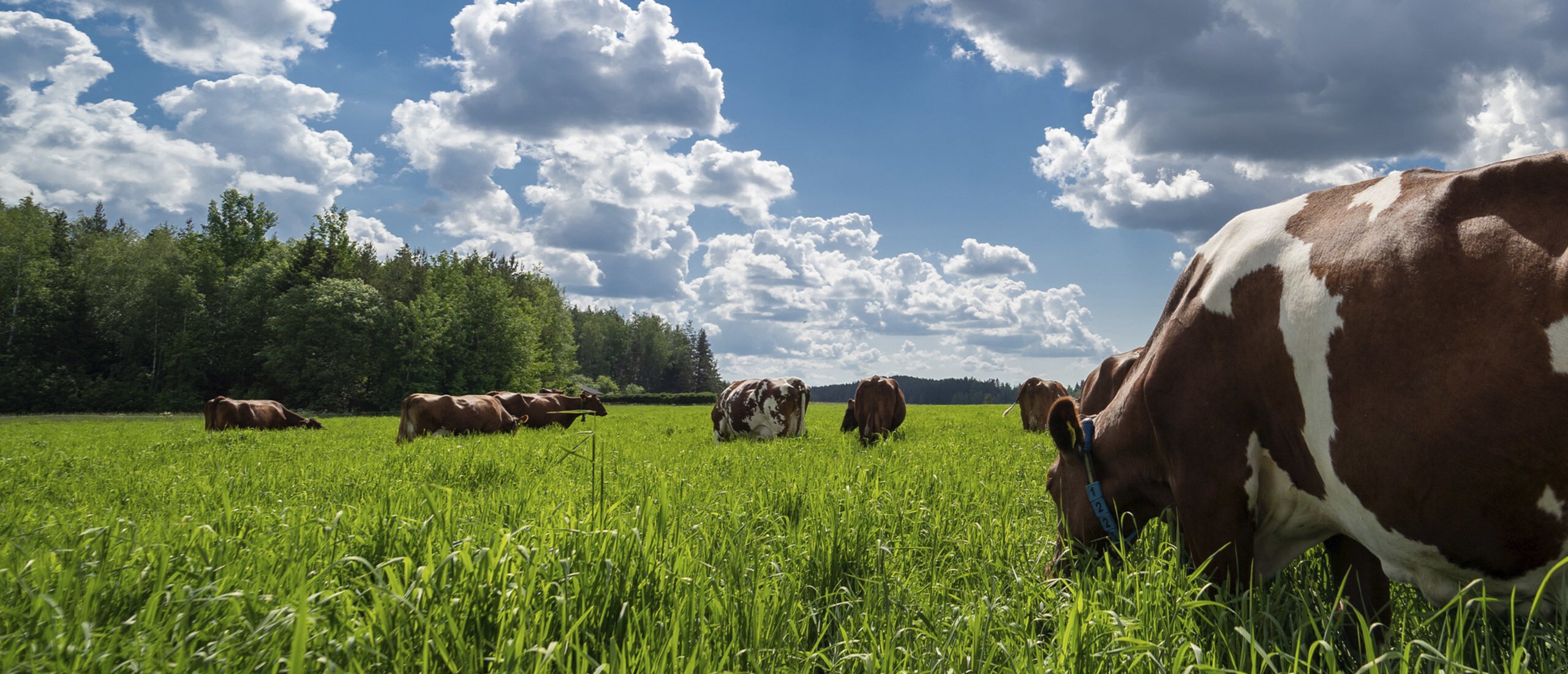 VikingGenetics: Data-Driven Breeding, Backed by Science