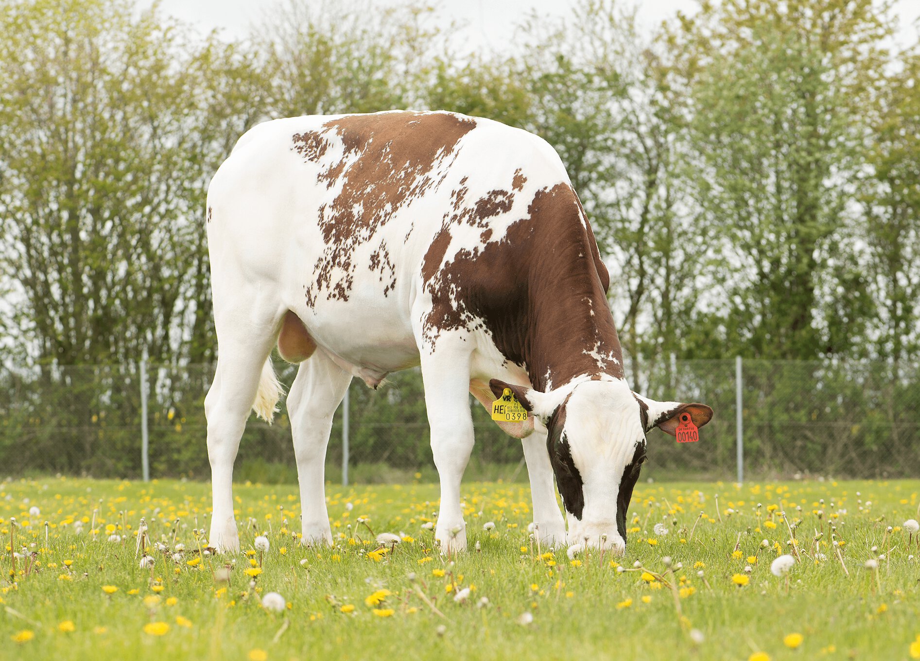 Herde des Jahres 2020