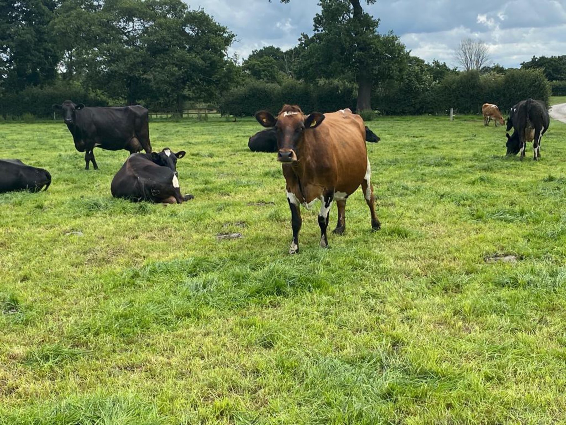 Higher solids and improved fertility