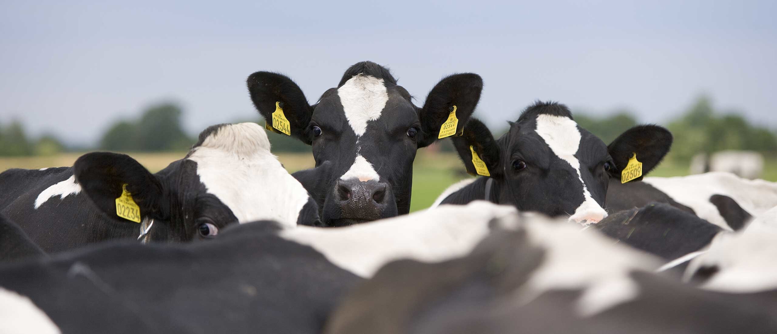 Vacas Holstein | Vacas Holstein esta sana y sin problemas