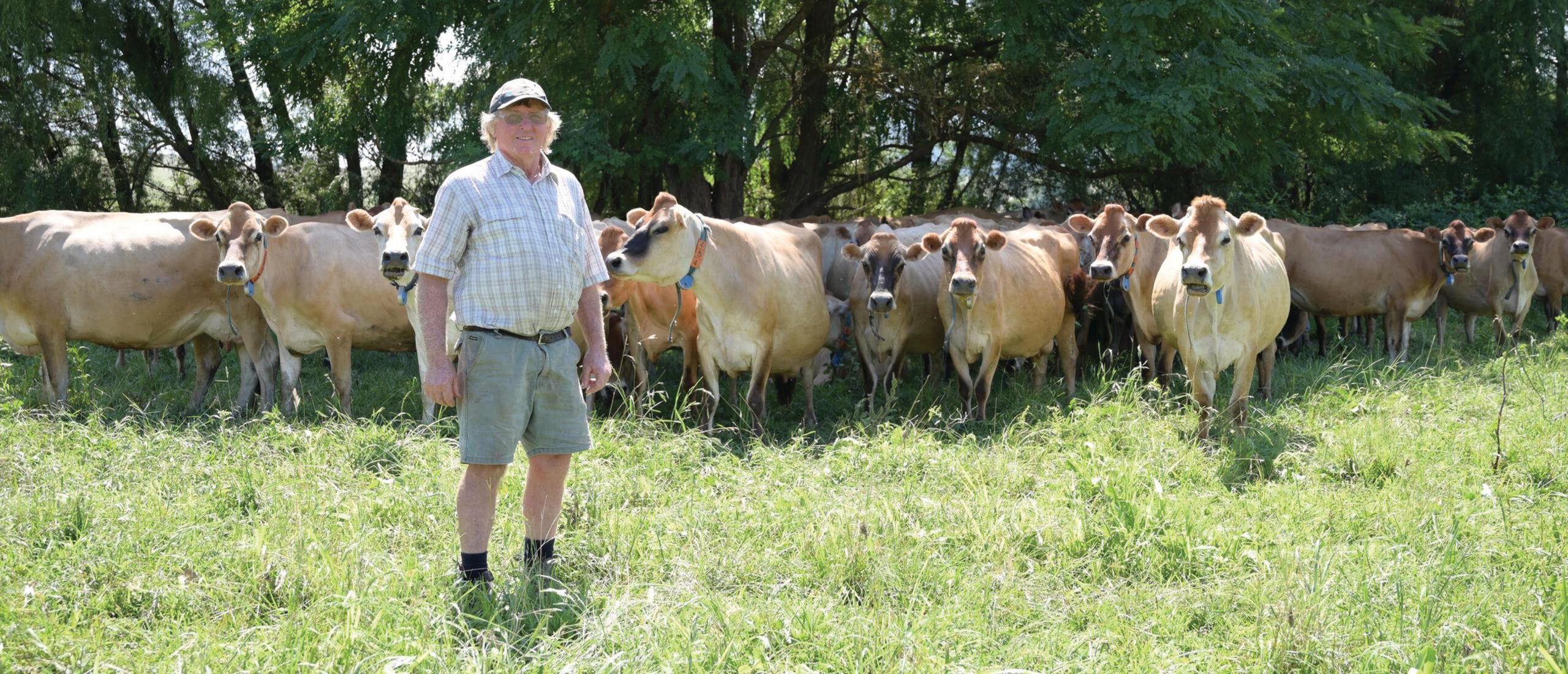 VikingJersey outcross solves health problems