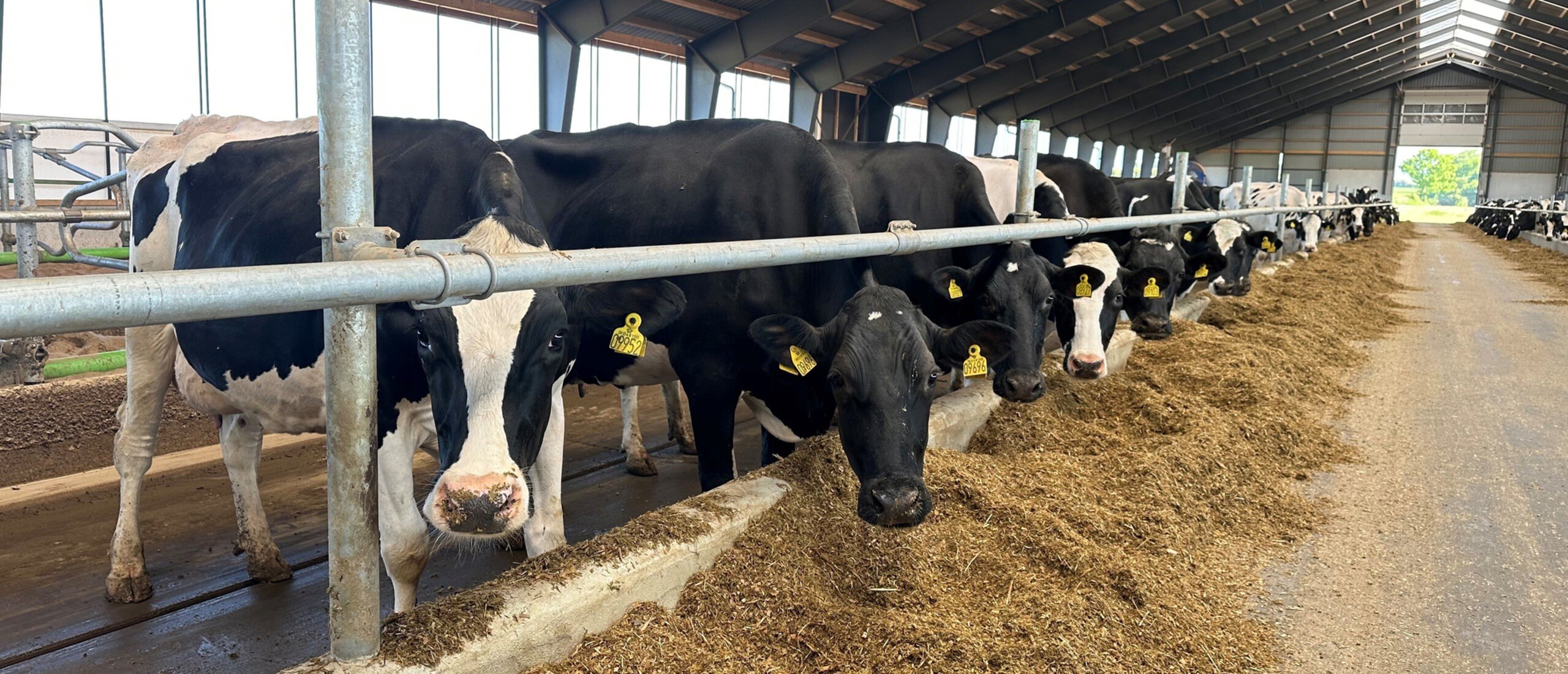 High NTM: the key to VikingHolstein Dairy Success