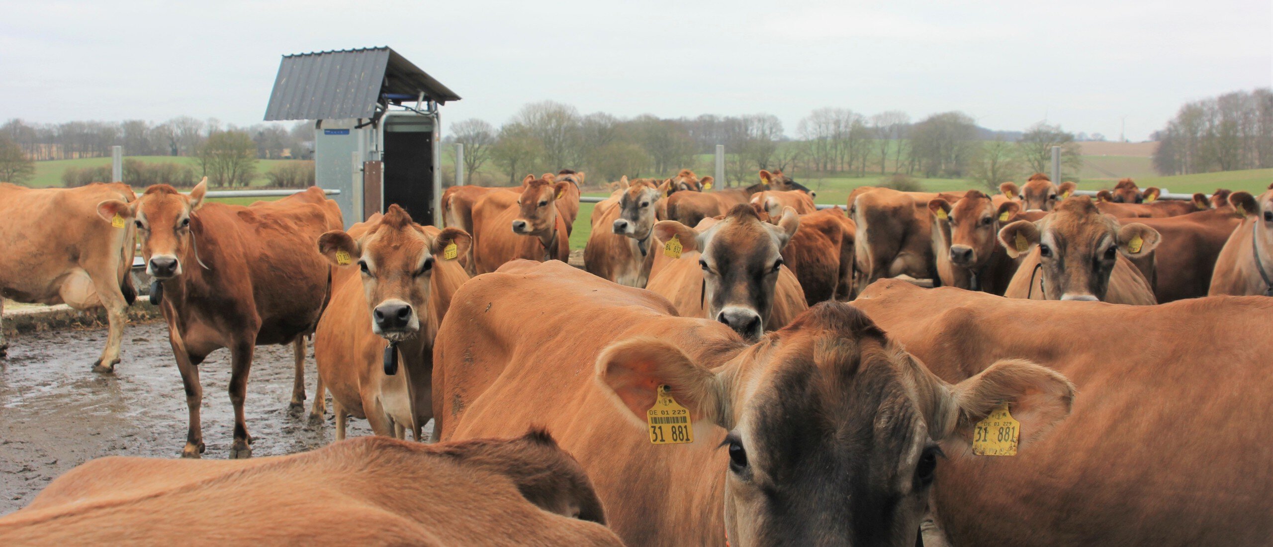 Die besten und leistungsstärksten Jersey-Kühe in Deutschland