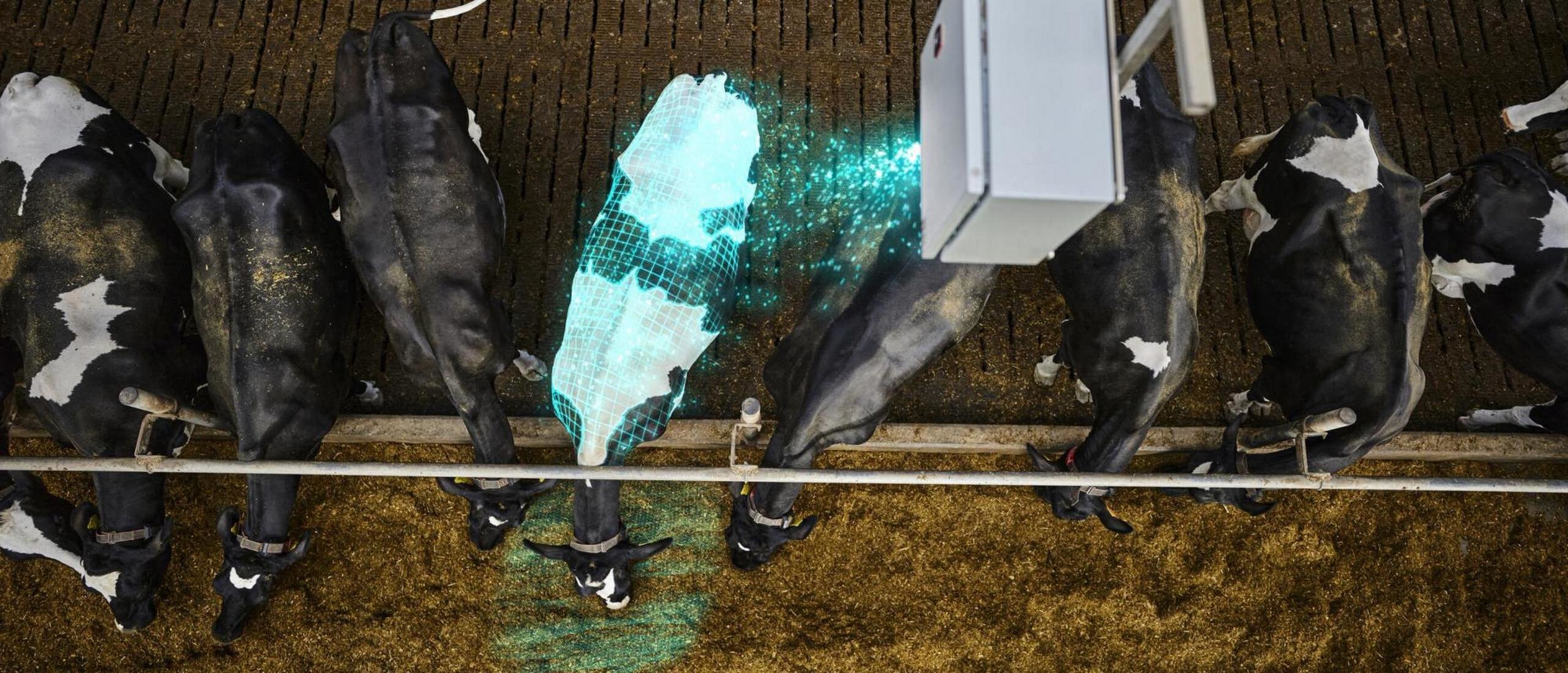 Track energy balance and optimise your herd with CowFIT