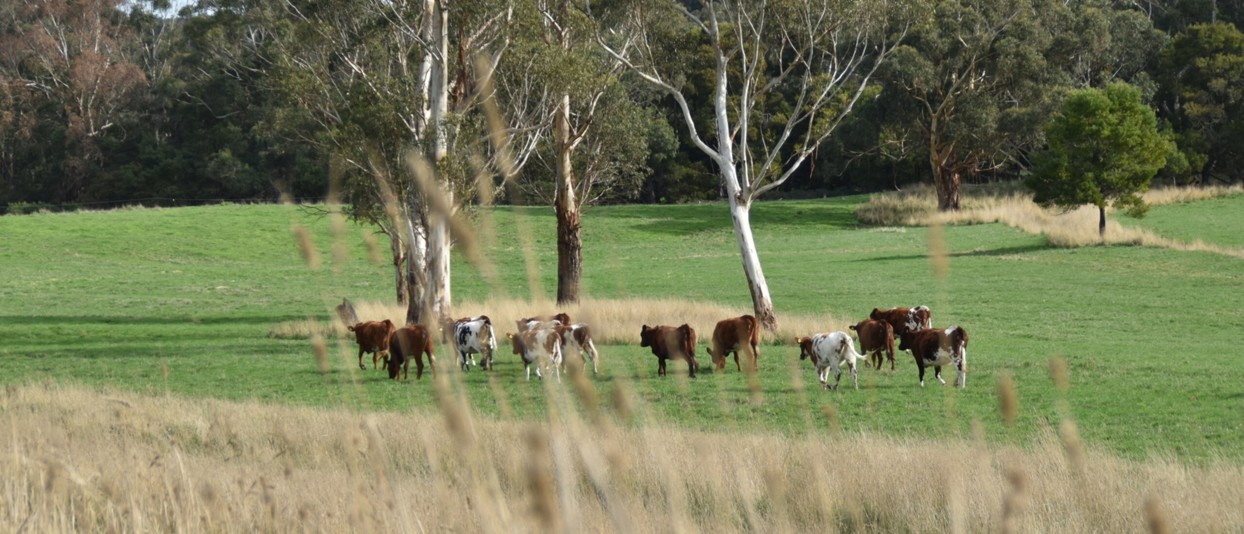 Crossbreeding with VikingRed for Health and Sustainability