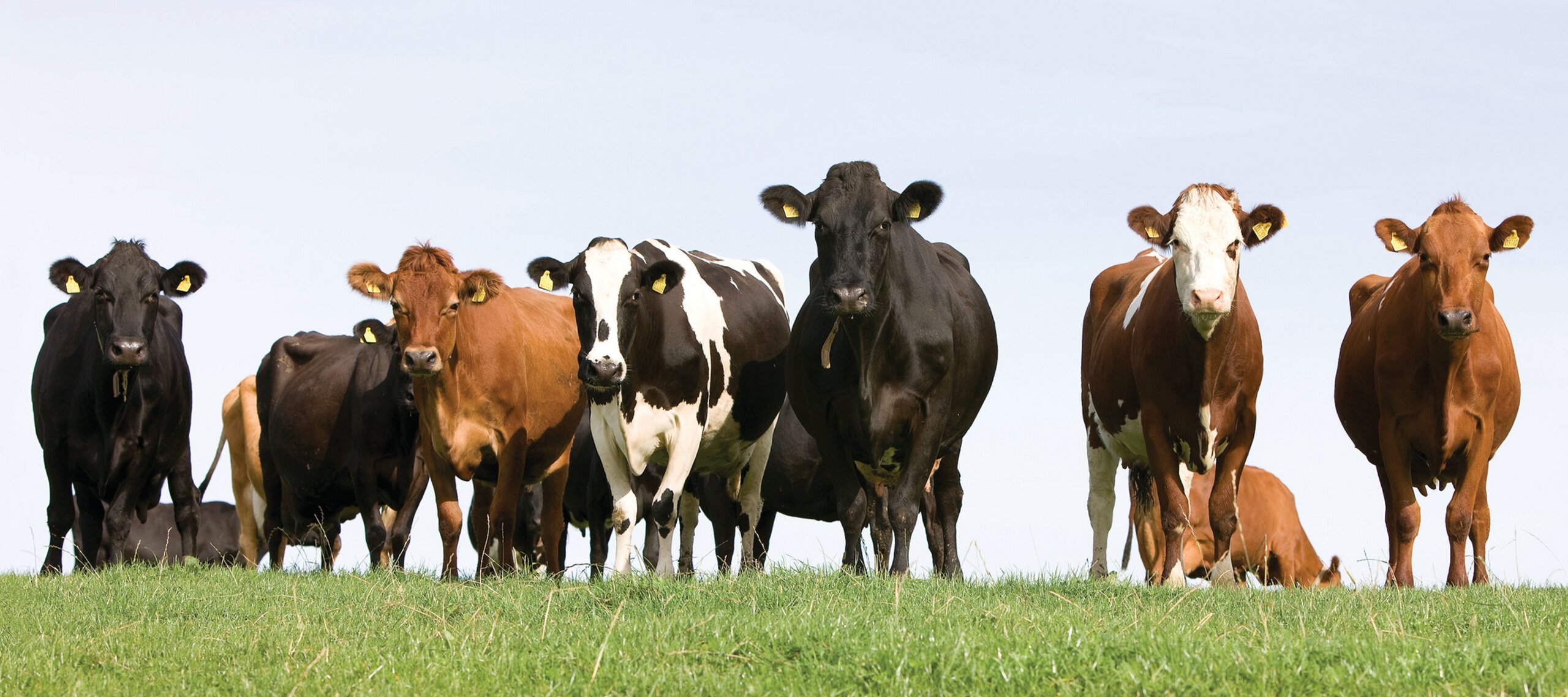 ProCROSS - a proven crossbreeding programme