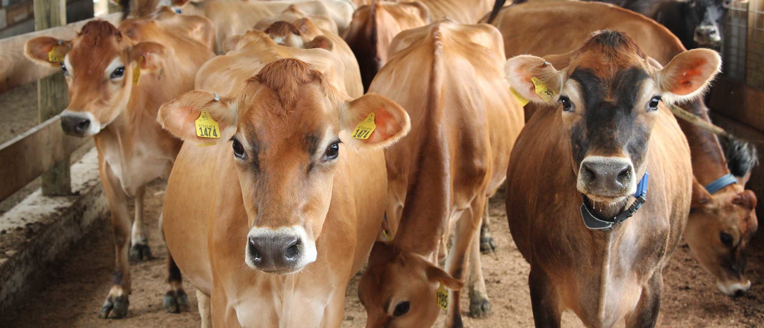“Our conception rates have been excellent with X-Vik semen”