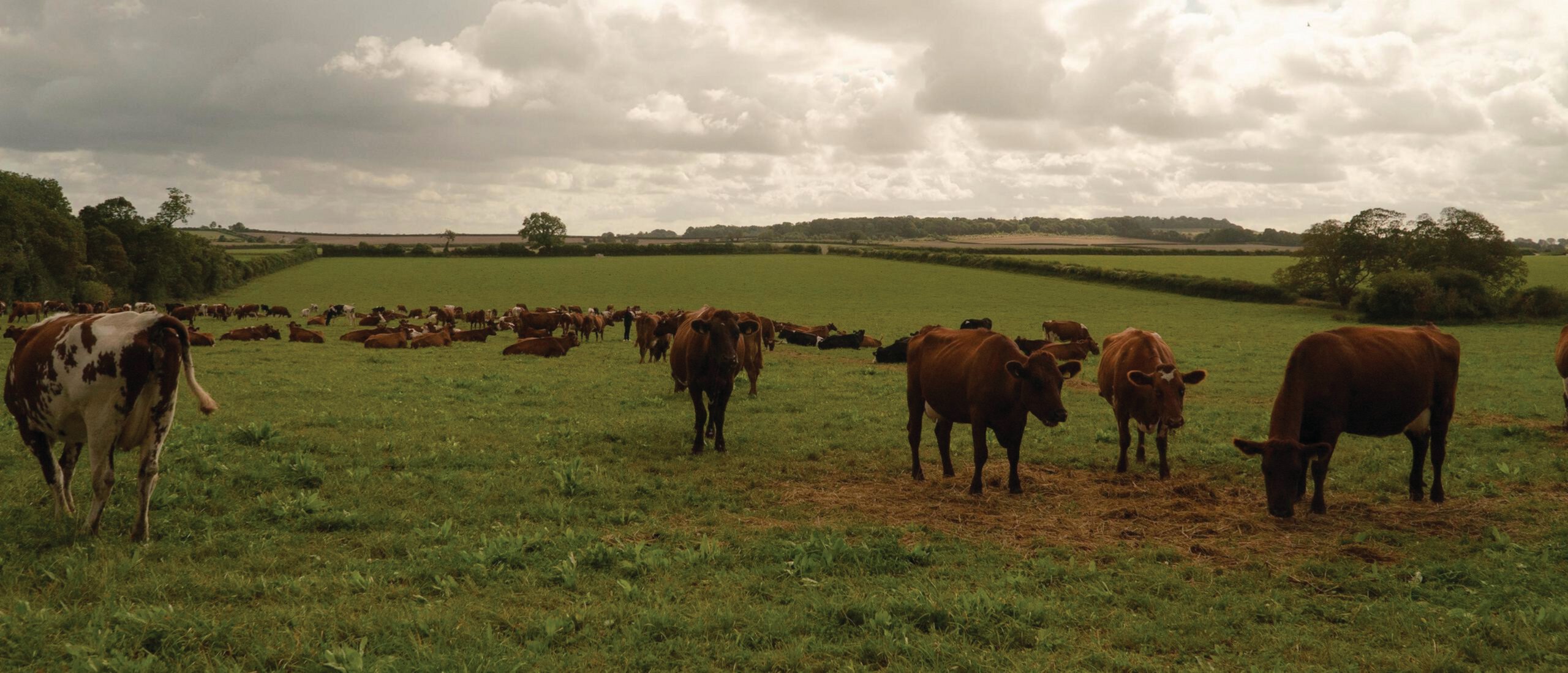 VikingRed brings success to the organic herd in the UK