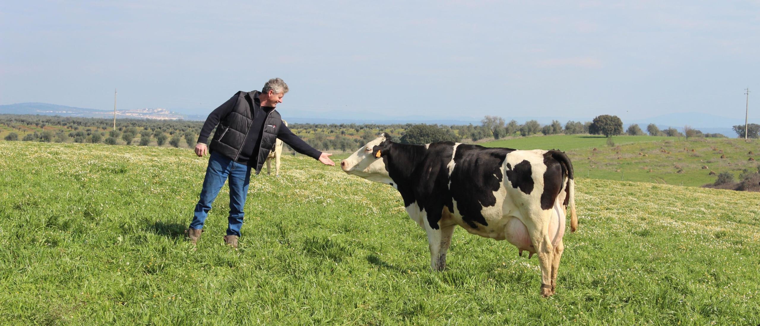 ProCROSS cows give higher lifetime production