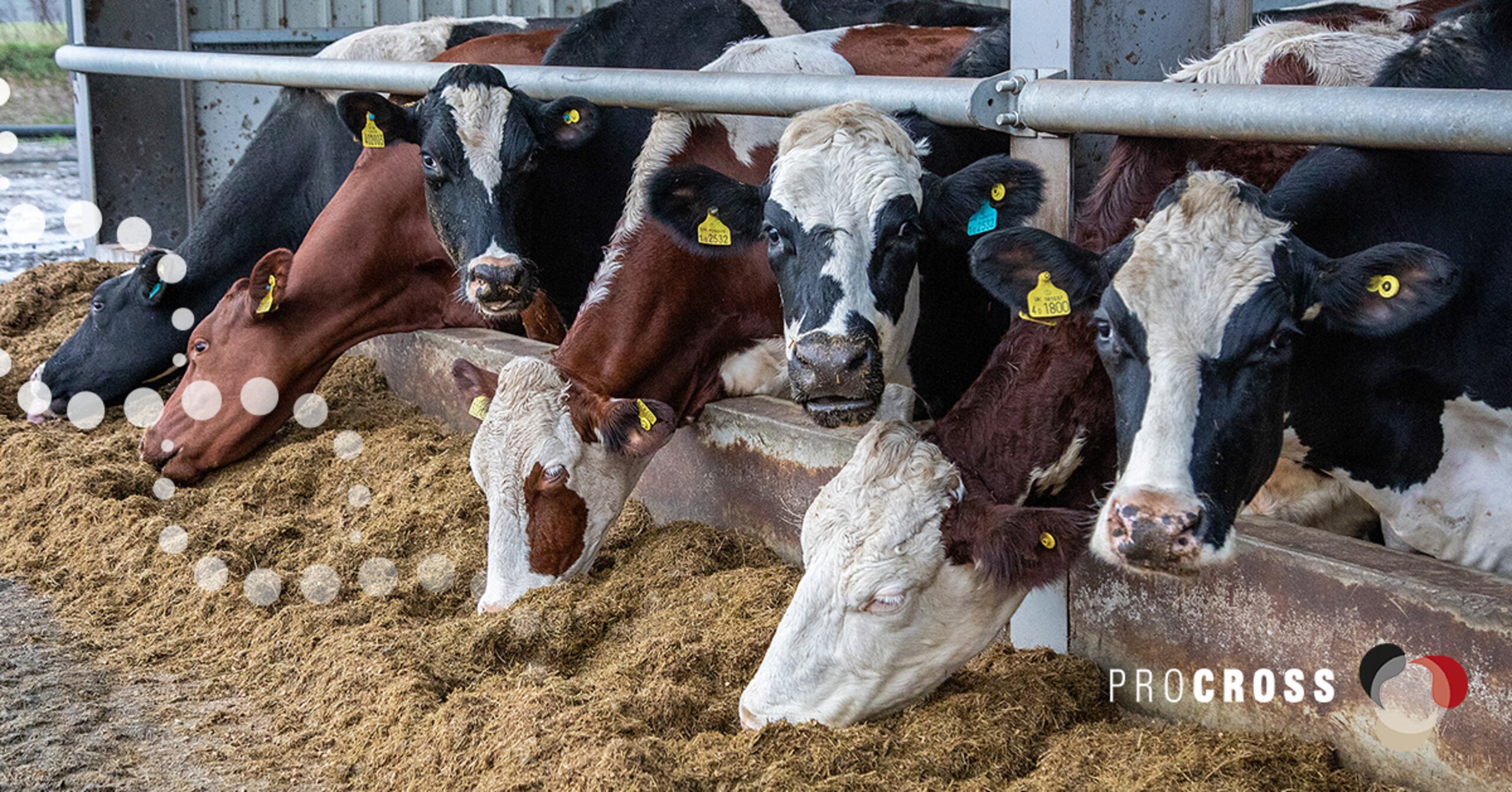 Switching to ProCROSS Boosts Profits & Dairy Success