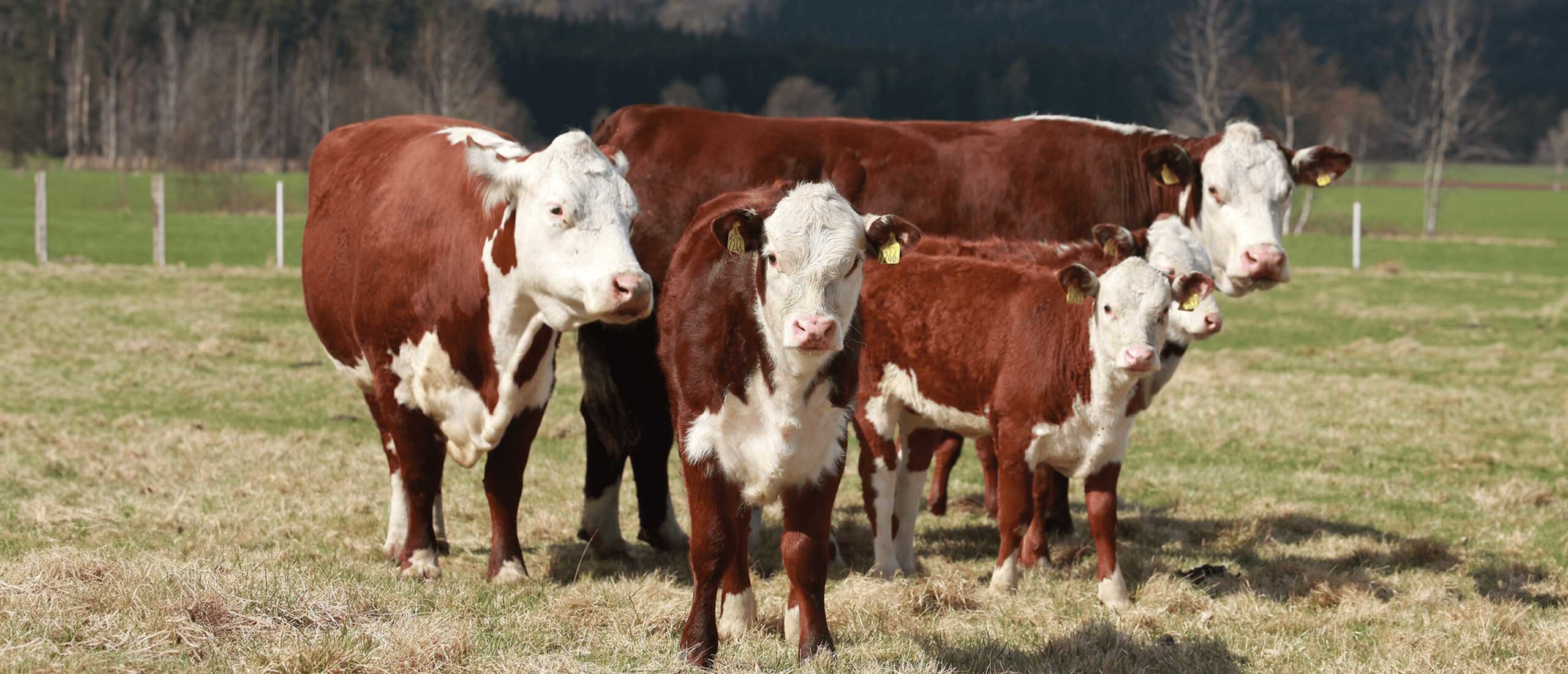 Beef cows | Higher profit with Beef on dairy » (Read more here)