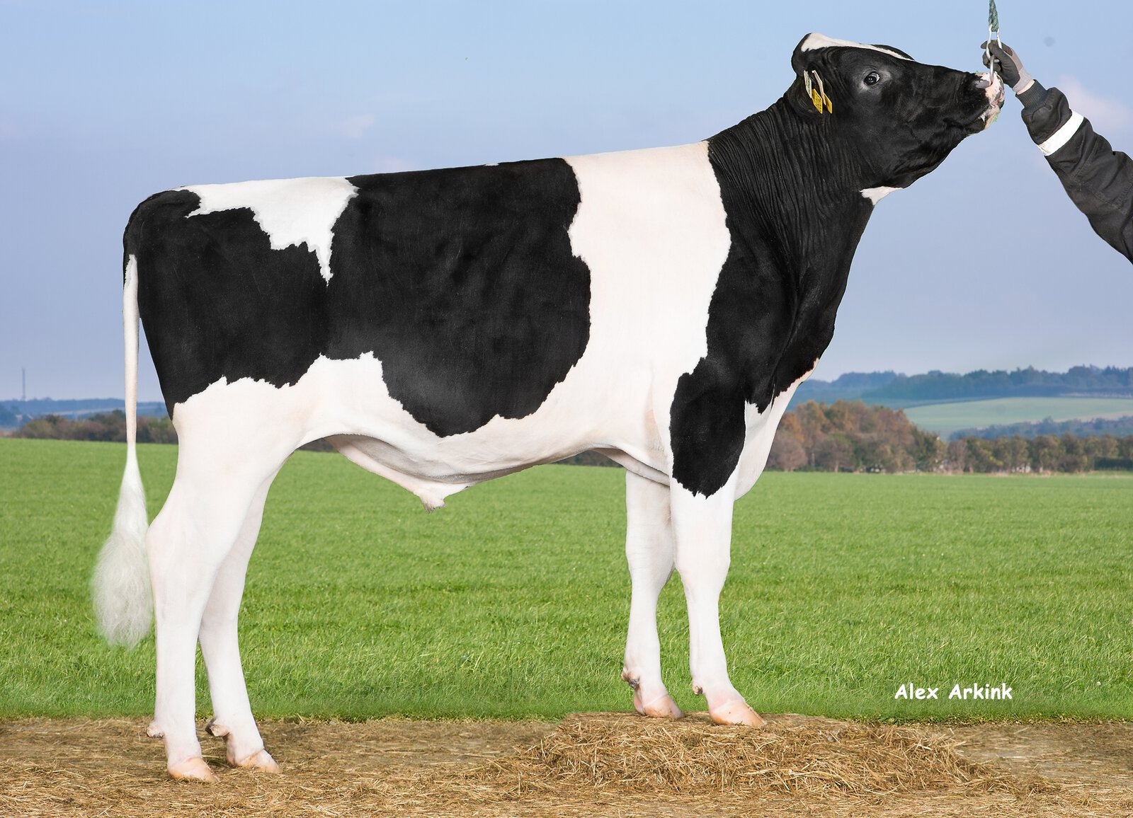 VH Gotcha - DNK 259972 - VikingHolstein