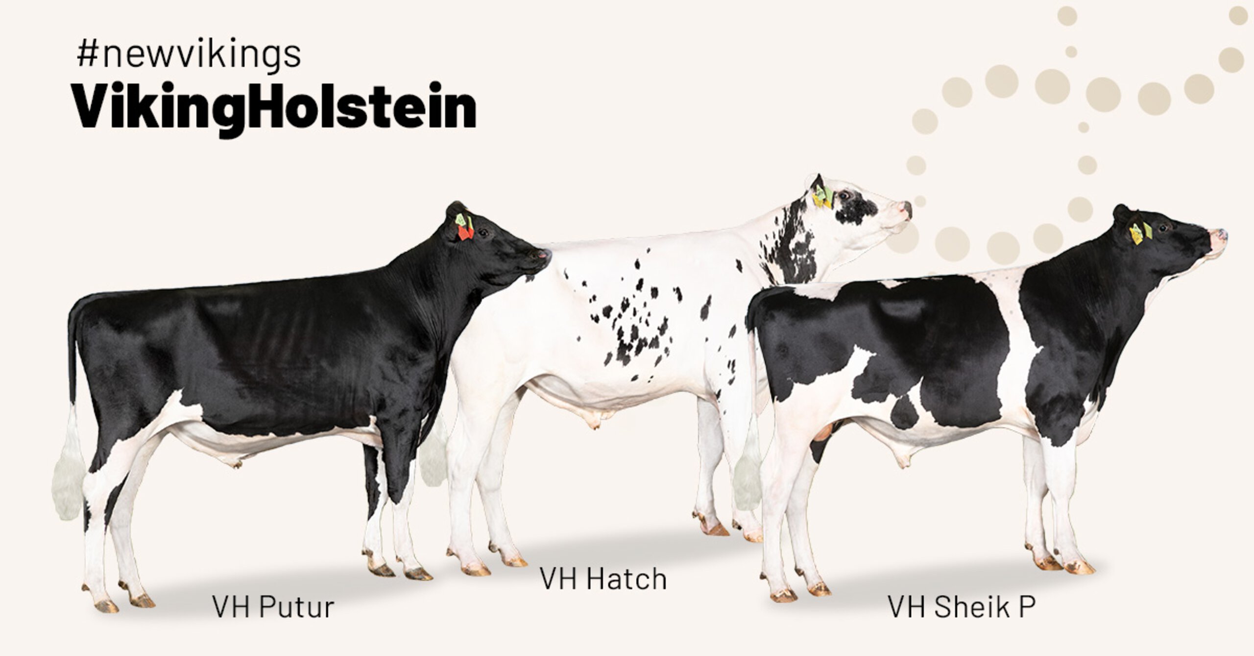 New sires VikingHolstein August 2022