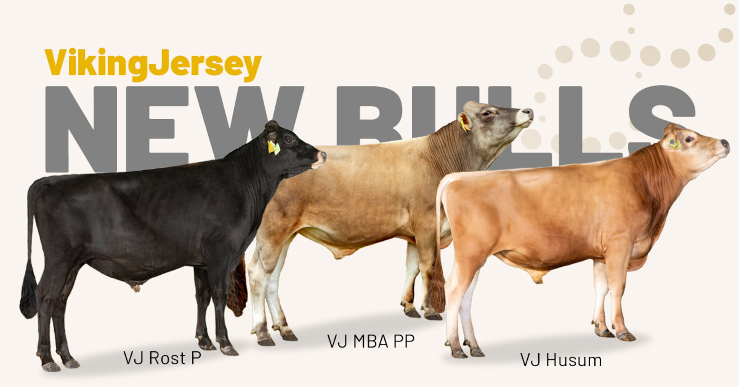 New sires VikingJersey May 2023