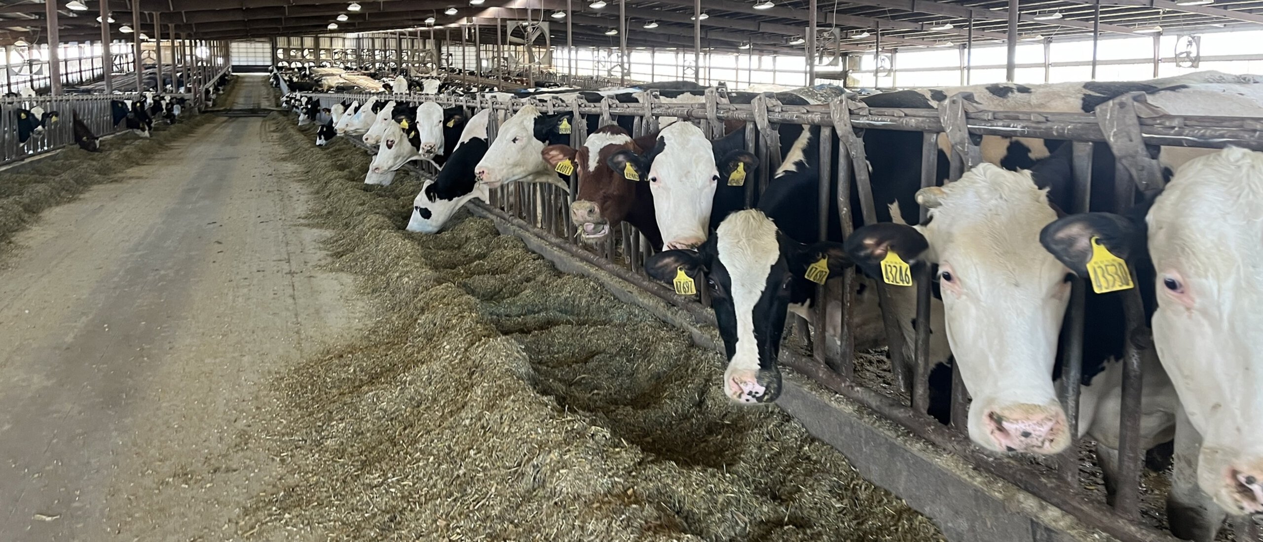 ProCROSS boosts cow health and fertility for USA dairy