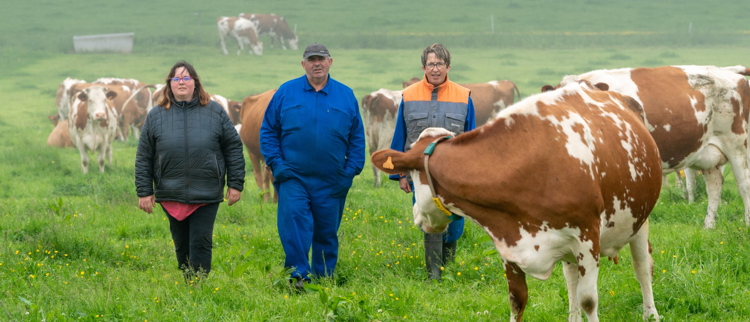 Breed robust and fertile dairy cows with ProCROSS