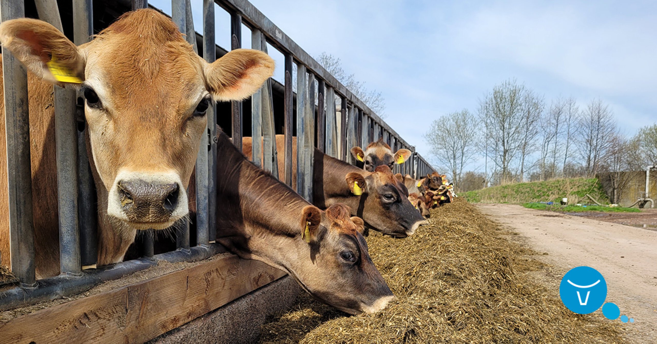 The Benefits of Switching to Jersey Cows