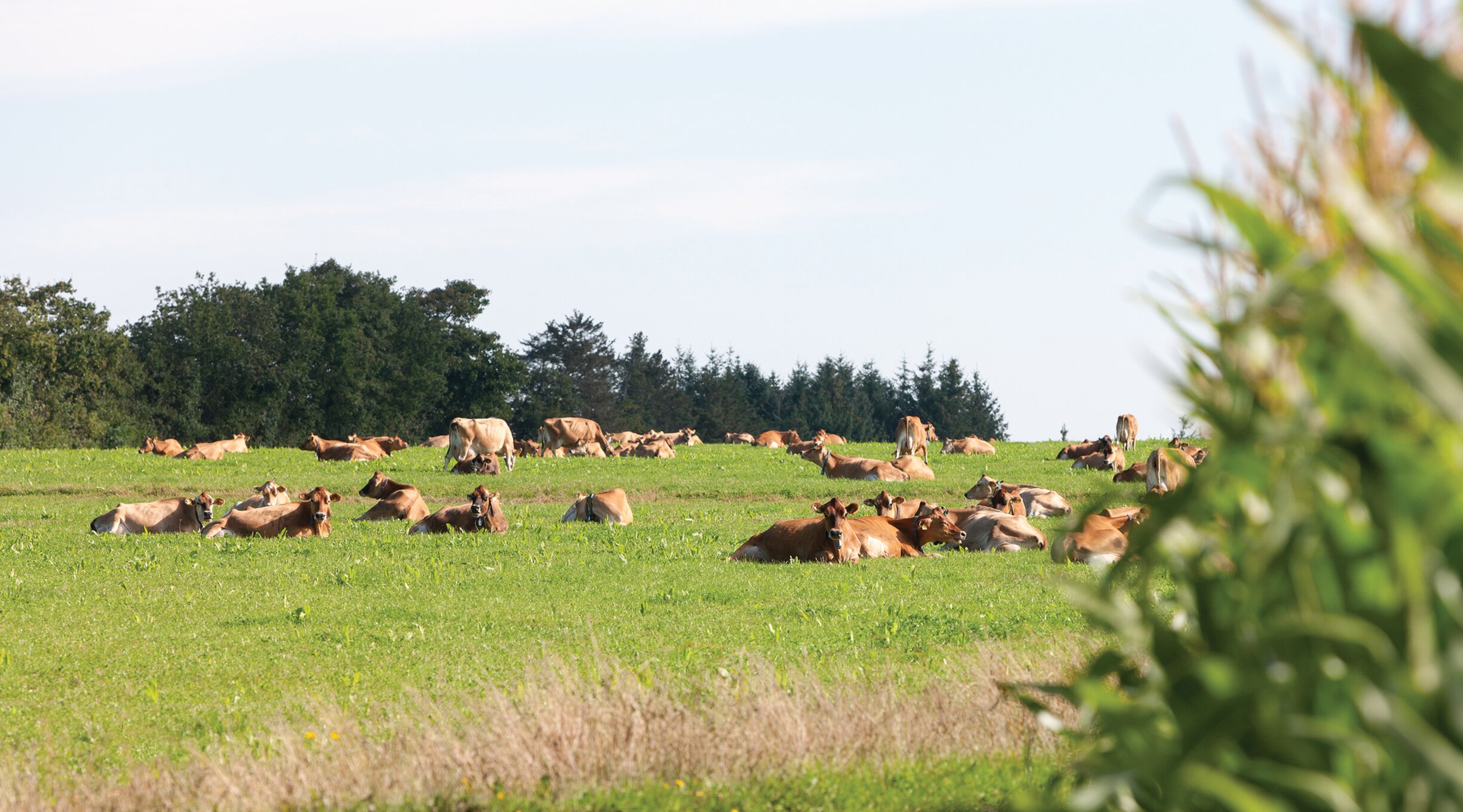 Nordic Total Merit Index - A powerful tool for dairy farmers