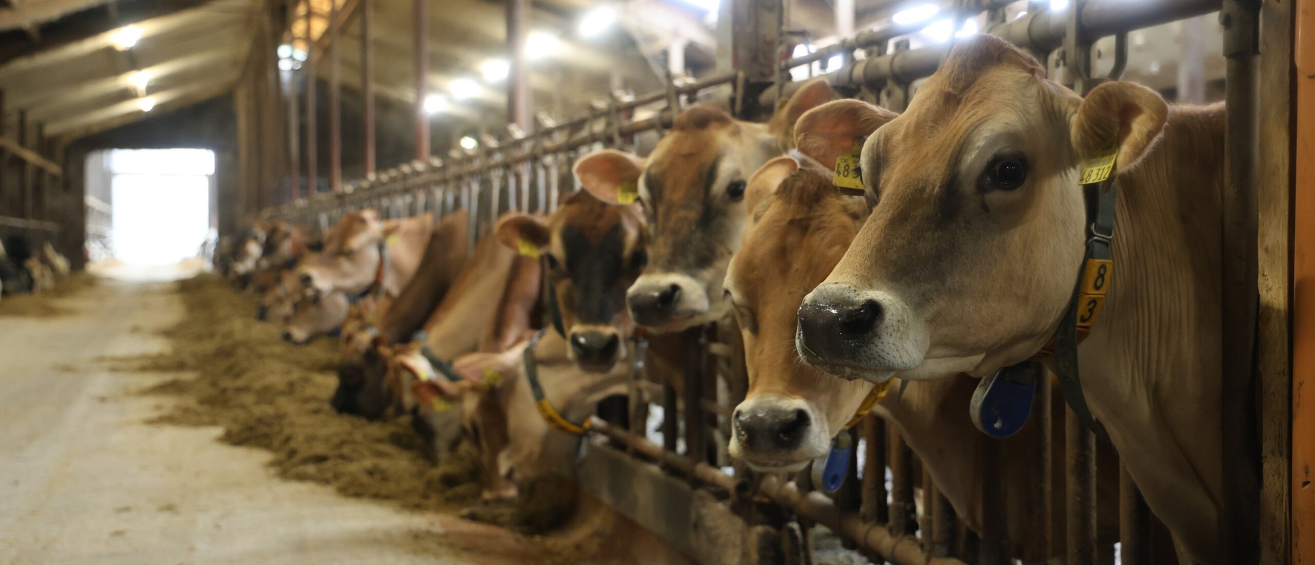 Jersey cows boost profits & efficiency in German dairy