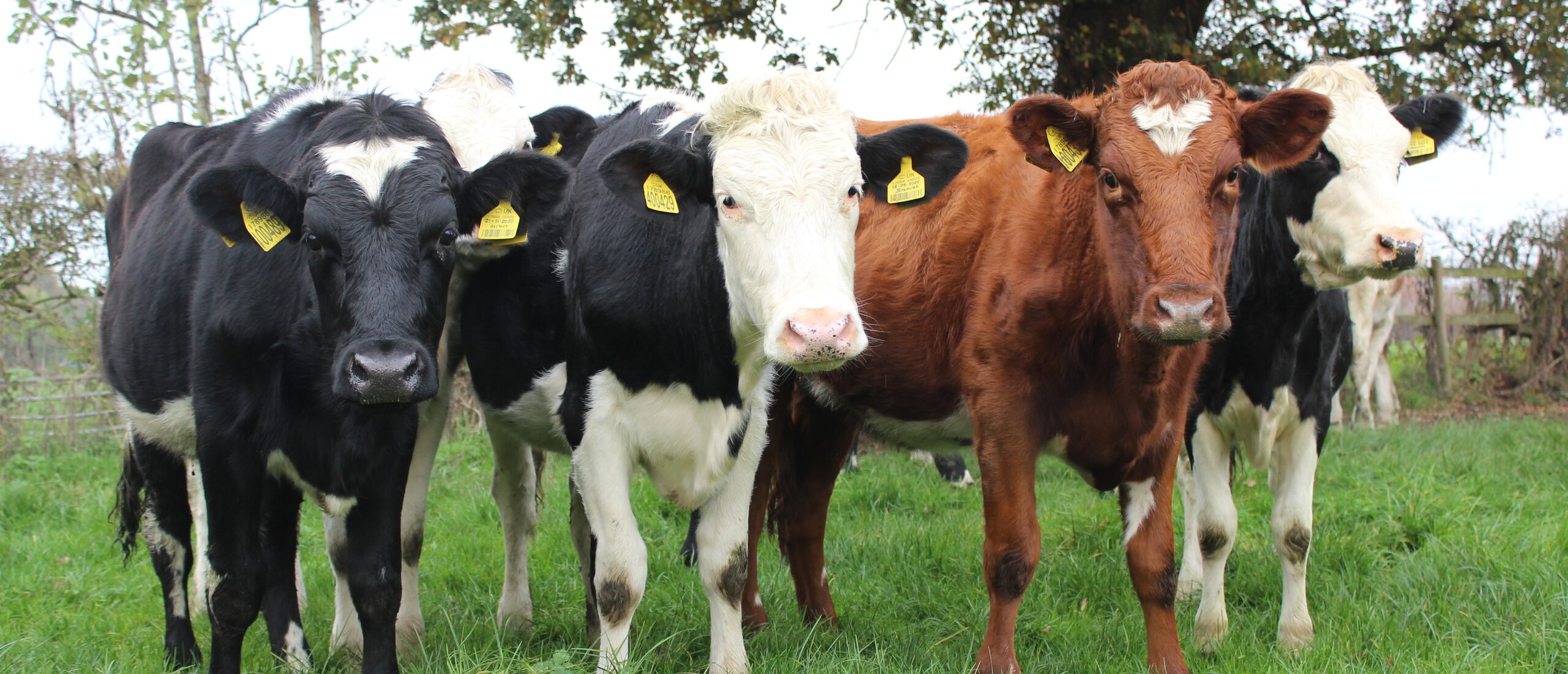 Higher profitability and efficiency with ProCROSS cows
