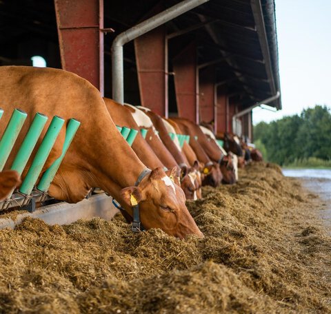 Breeding Cows Solid Dairy Farming Purebred Vs Crossbreeding Vs Mixed