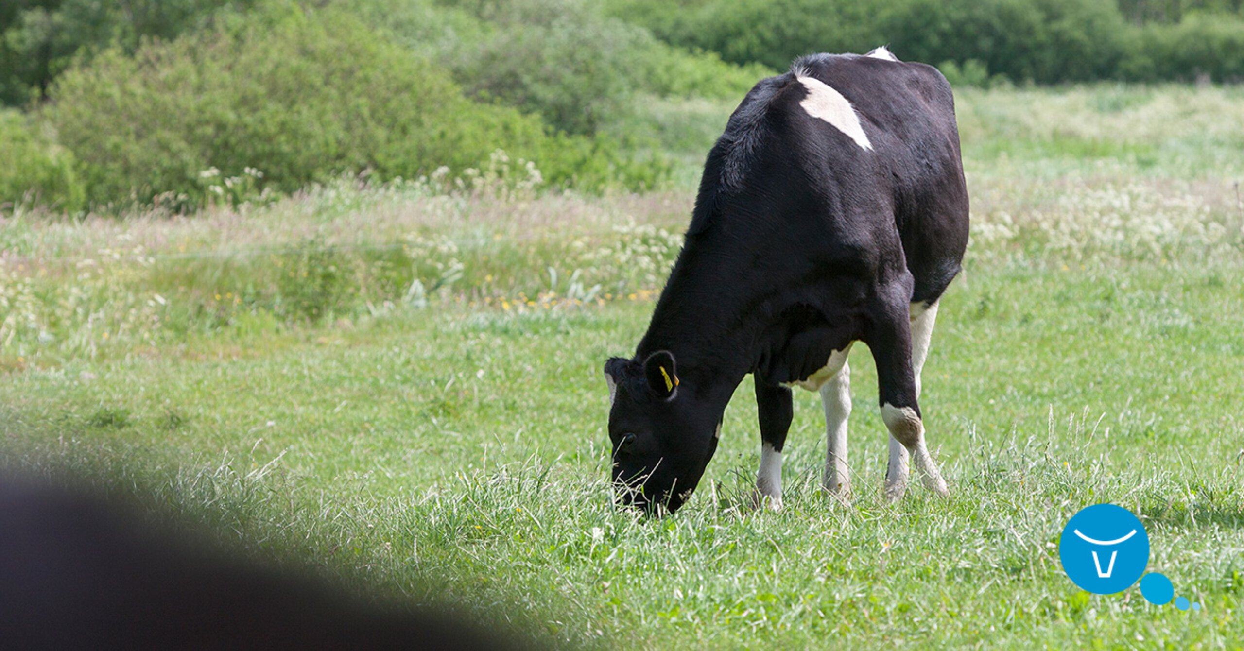 Boost mastitis resistance in your dairy cows